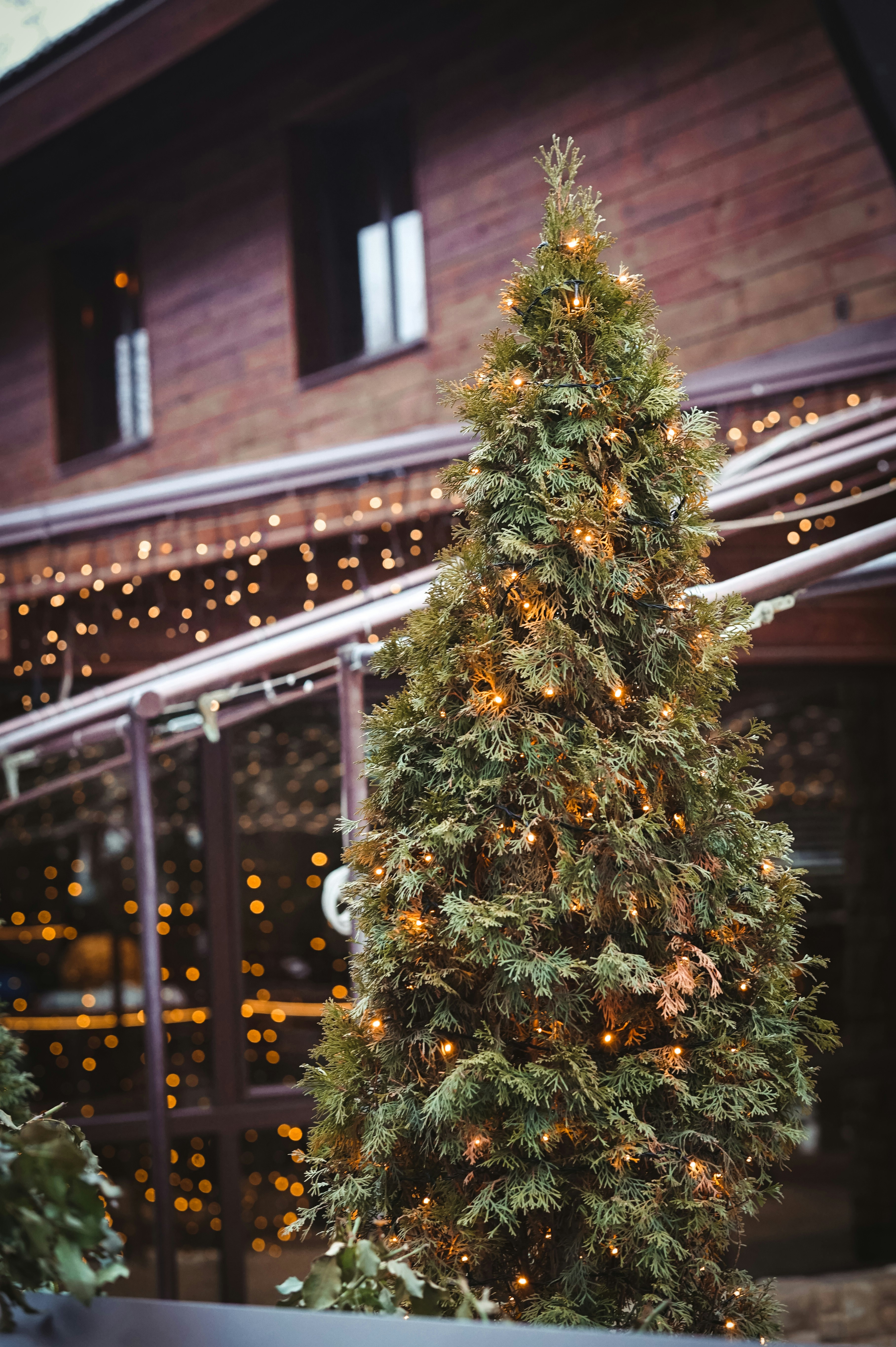 Twilight Pine: A Festively Lit Evergreen in a Rustic Courtyard