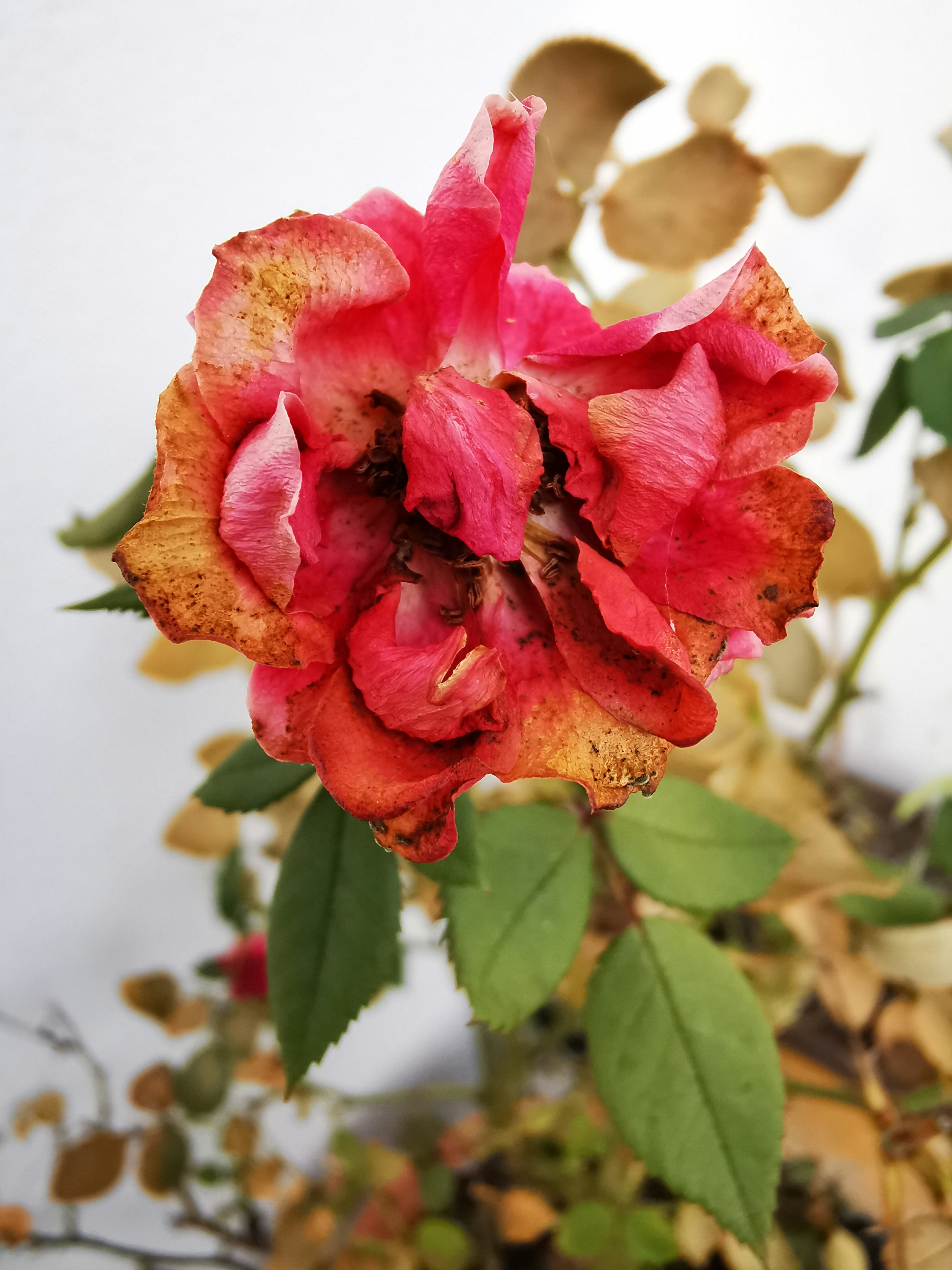 Petals in Time: A Close-Up Portrait of a Wilting Rose