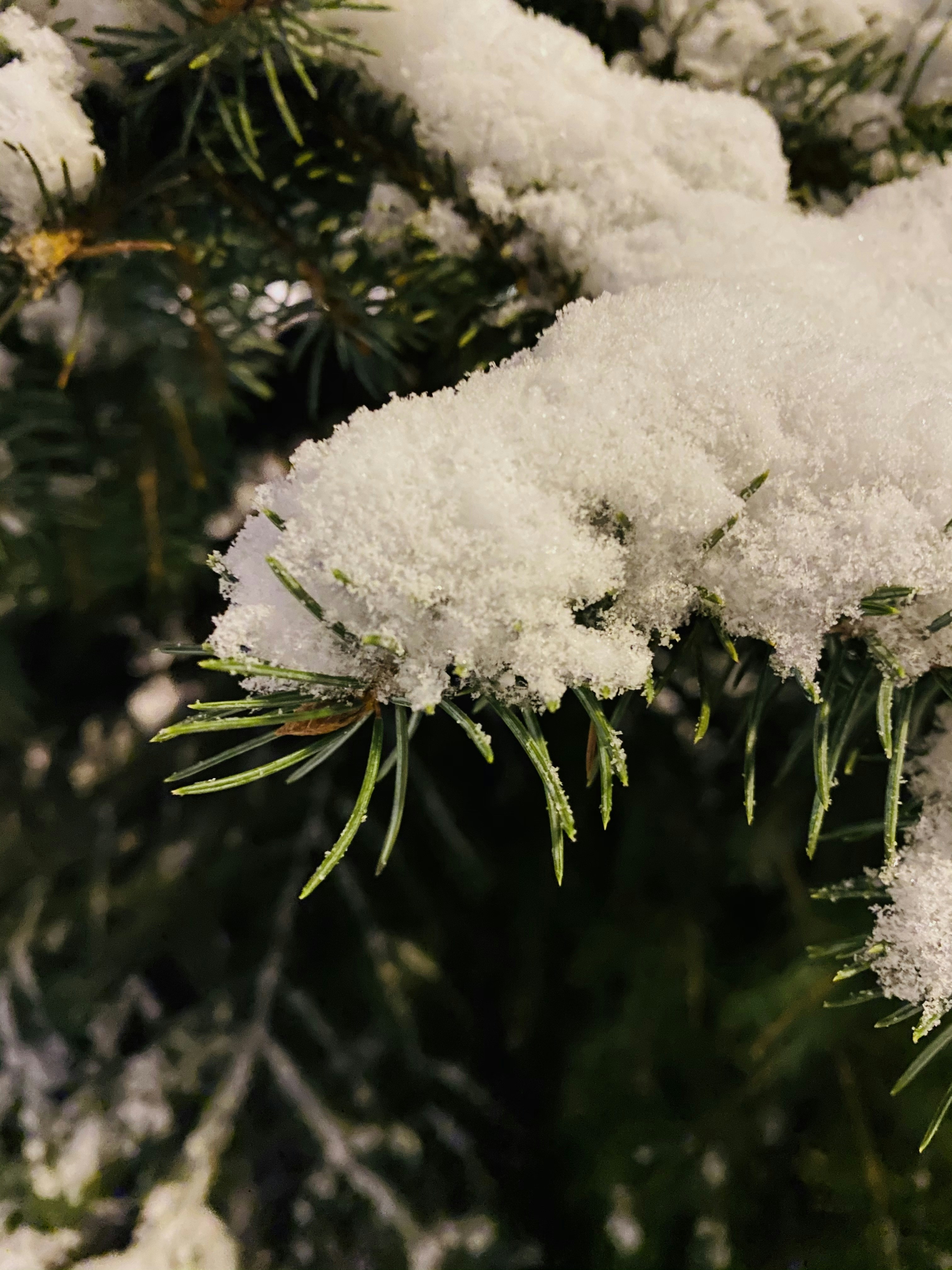 Snow Crown on Pine Needles: A Winter Close-Up