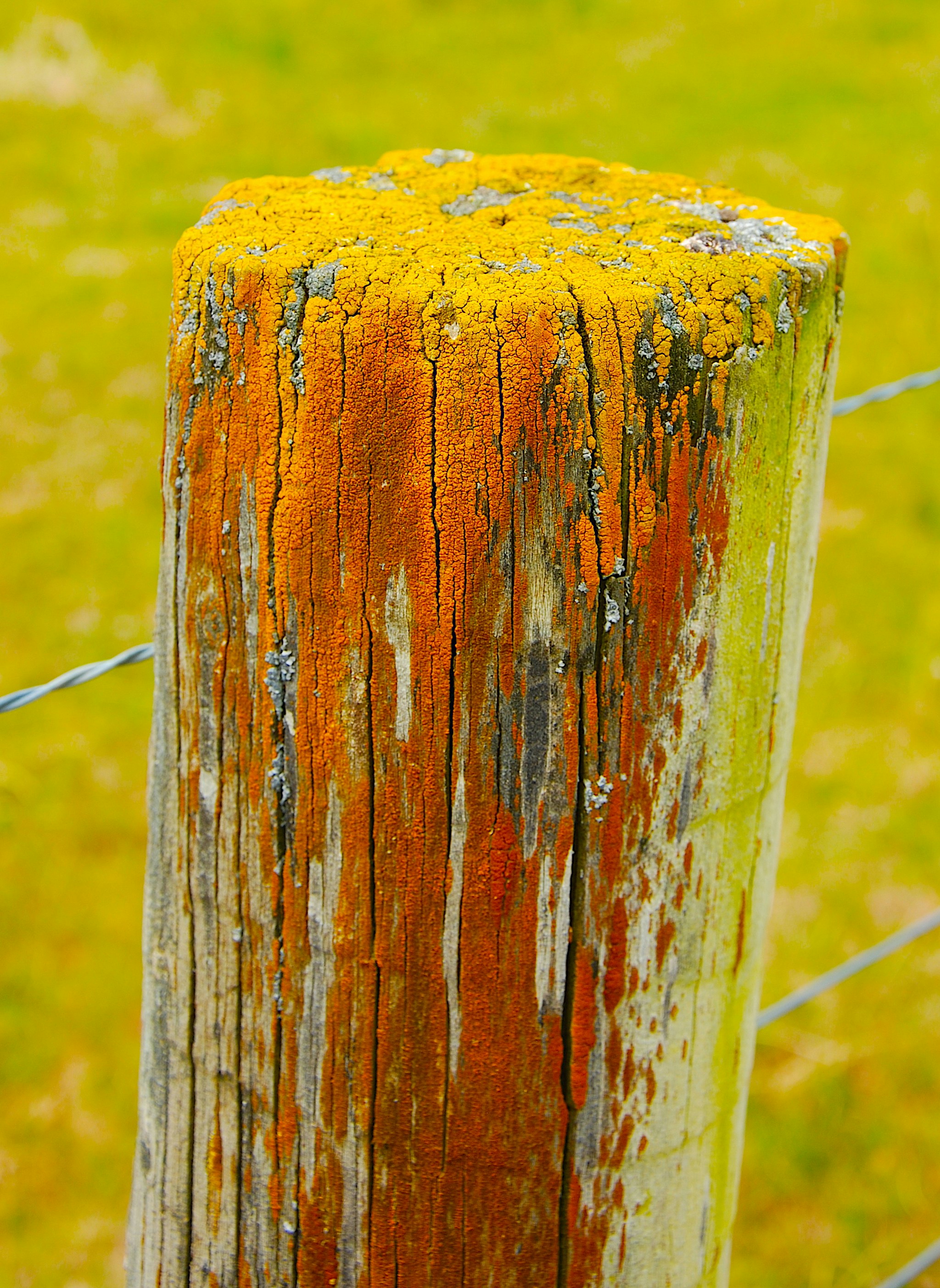 If you use my photos please consider making a small donation here https://www.buymeacoffee.com/KerinGedge :) On a recent visit to castle Castle Hill's many limestone blocks, Located just over an hour outside of Christchurch this is a very popular spot for many tourists on their way to Arthur's Pass, I noticed this fence post being consumed by nature, like a slow fire. Some memorable scenes from The Hobbit and The Lord of the Rings were filmed here.