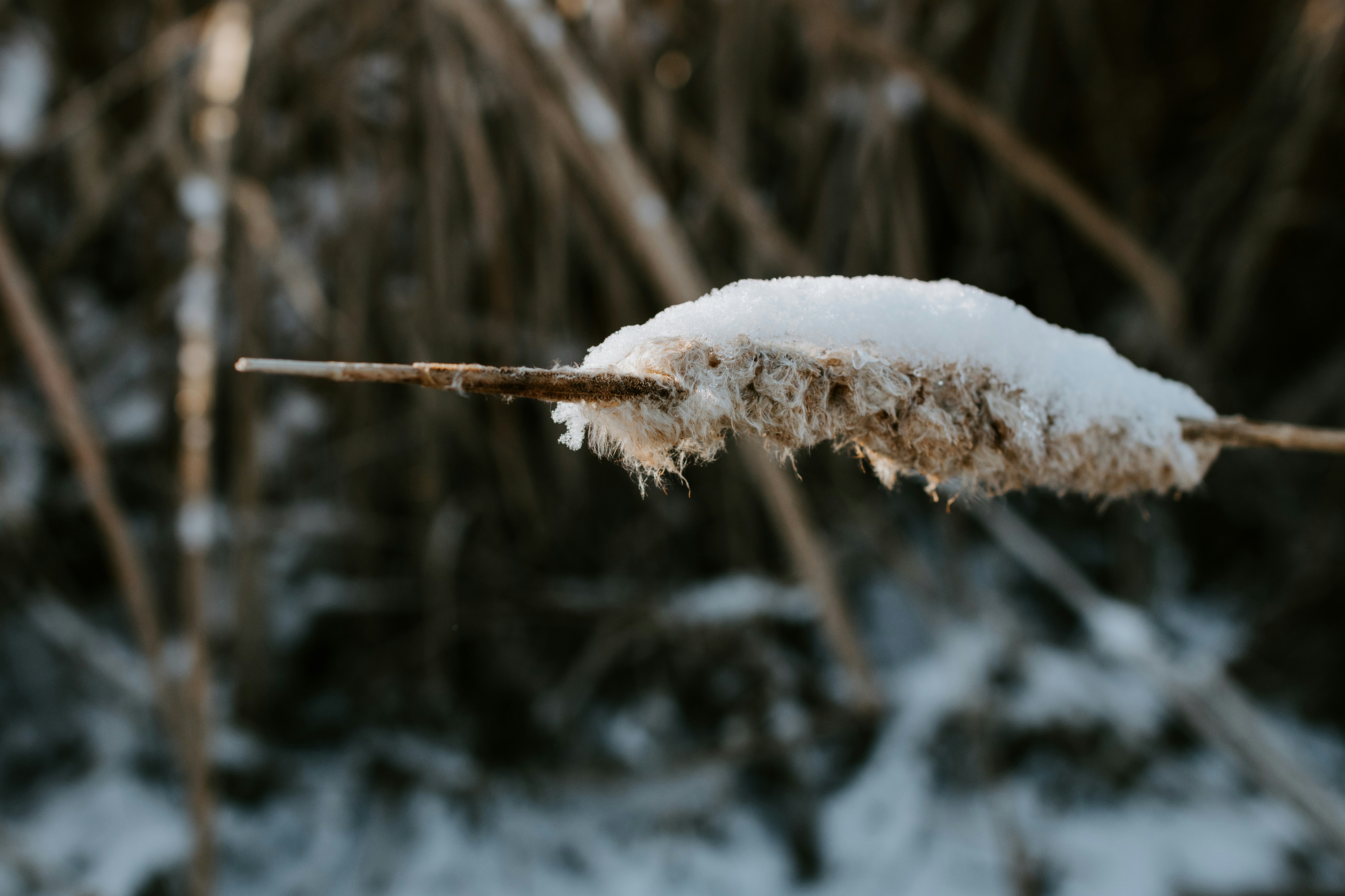 Frost-Lace on a Lone Twig