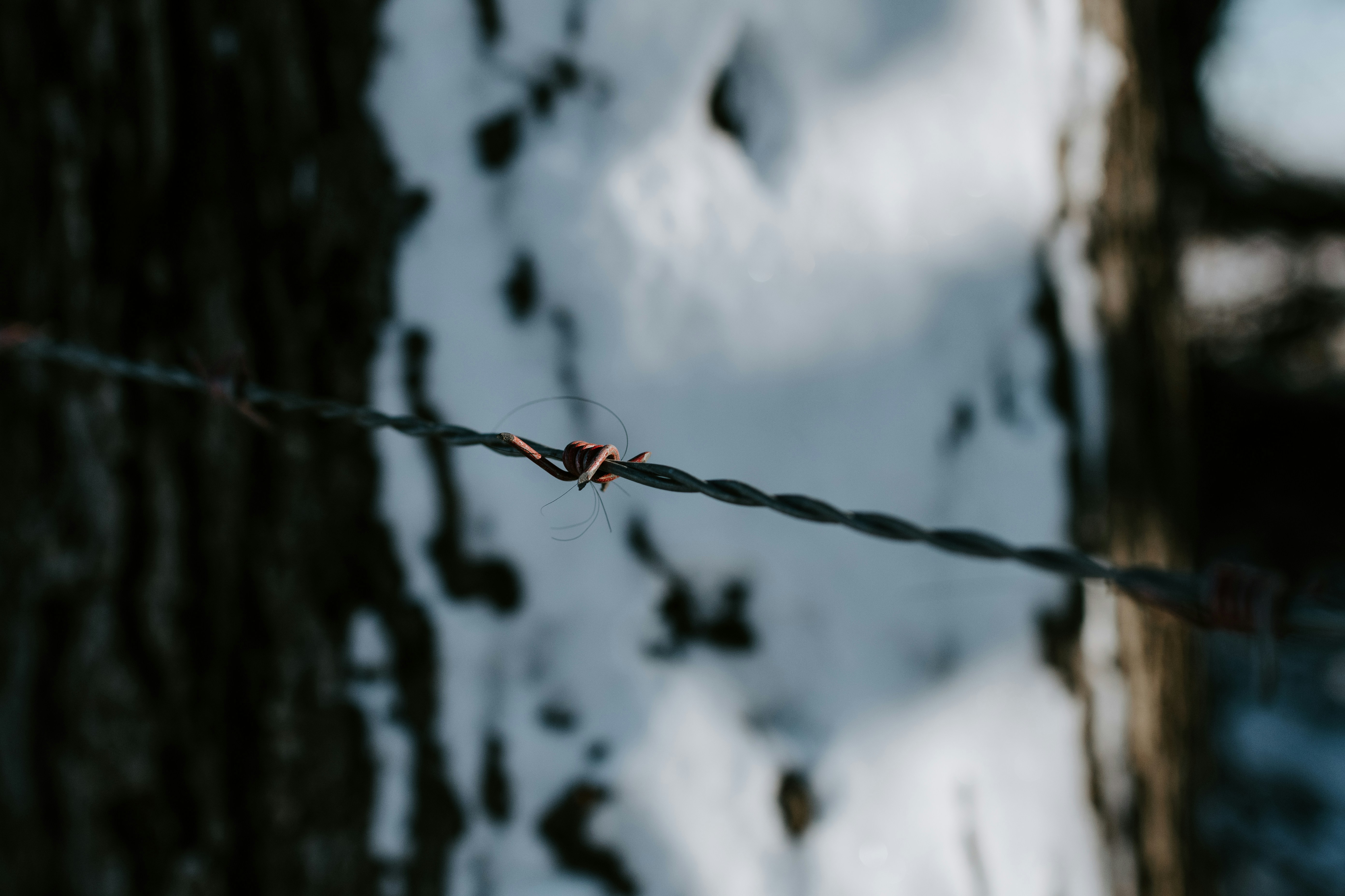 A close-up view of a twisted wire against a snowy backdrop, highlighting the intricate details of nature's transition into winter.