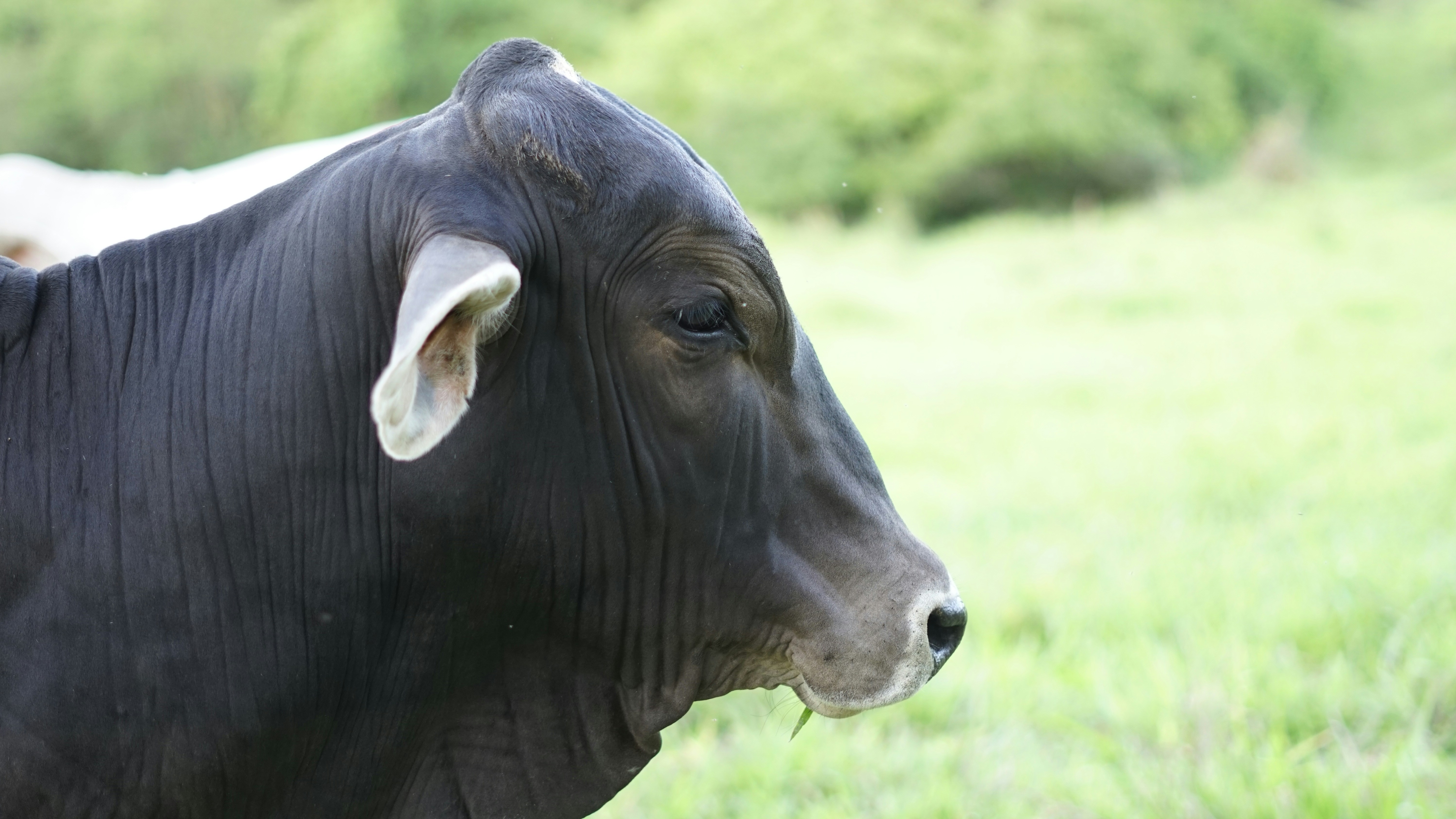 An ordinary ox