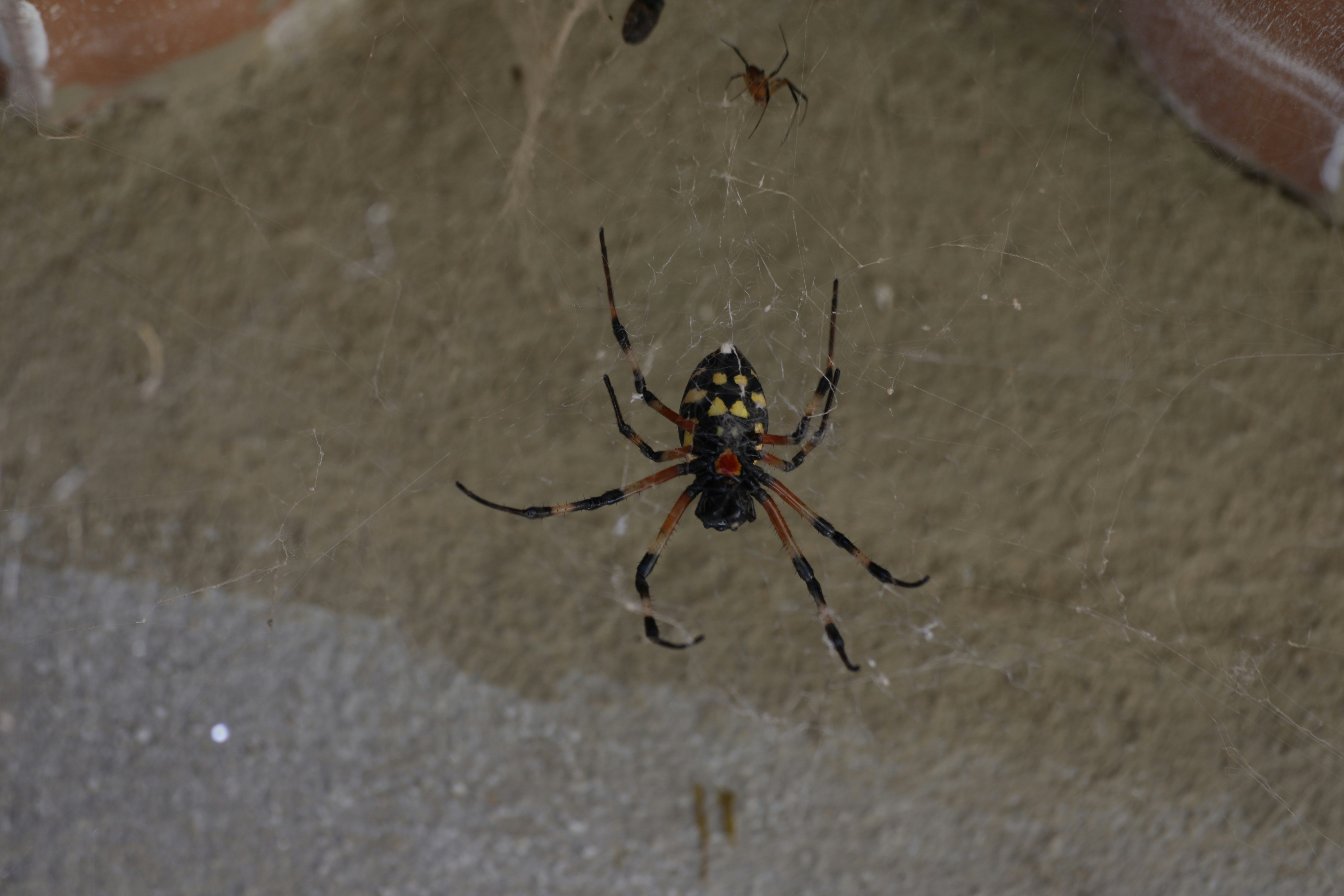 Intricate Web Weaver on Concrete Canvas