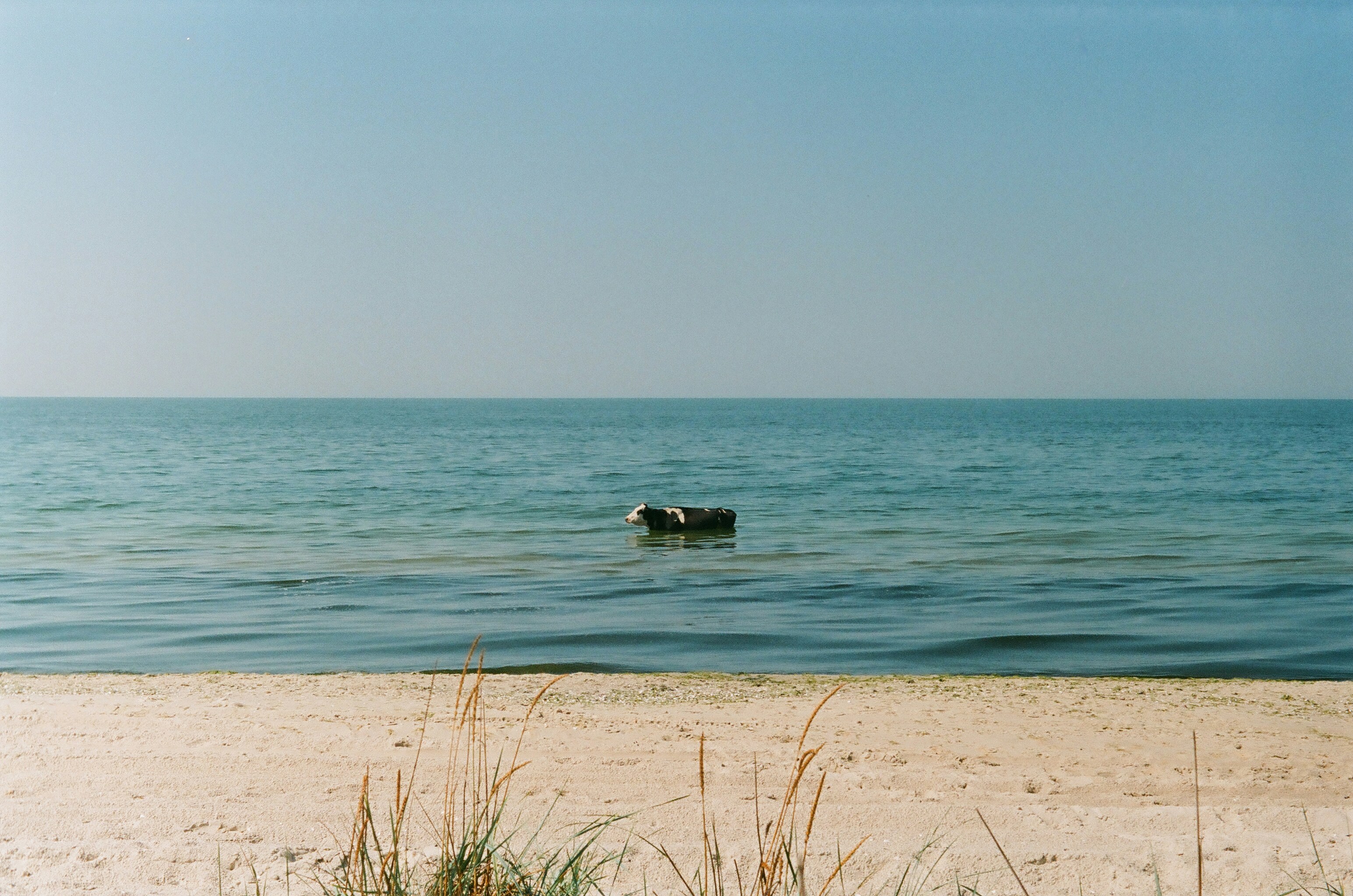 A solitary cow floats in calm waters, framed by a sandy shore and serene blue sky. The scene evokes a sense of tranquility and unexpected companionship with nature.