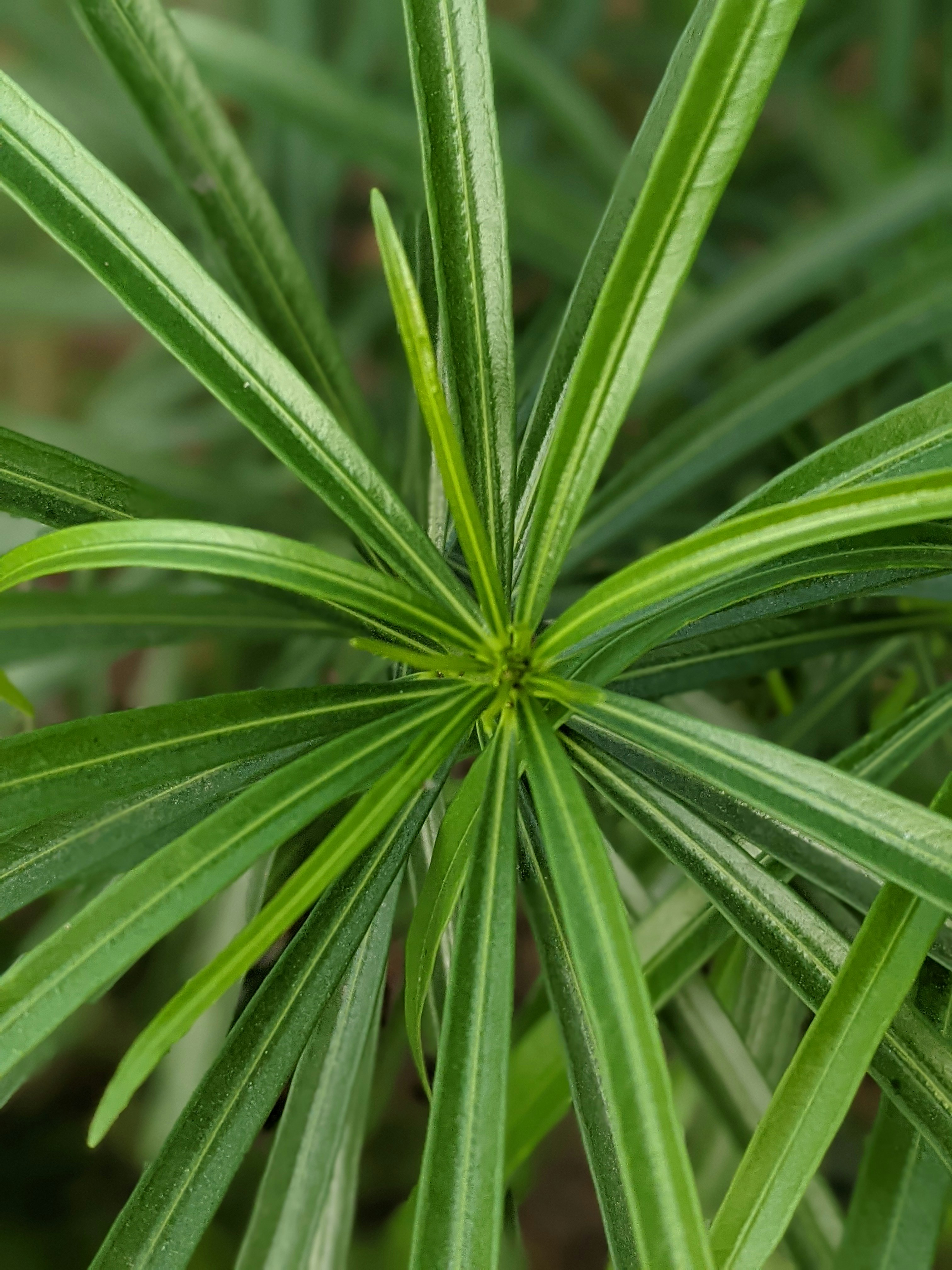 Close-up of a green plant showcasing its intricate leaf structure and symmetry. The vibrant leaves radiate from the center, creating a natural pattern.