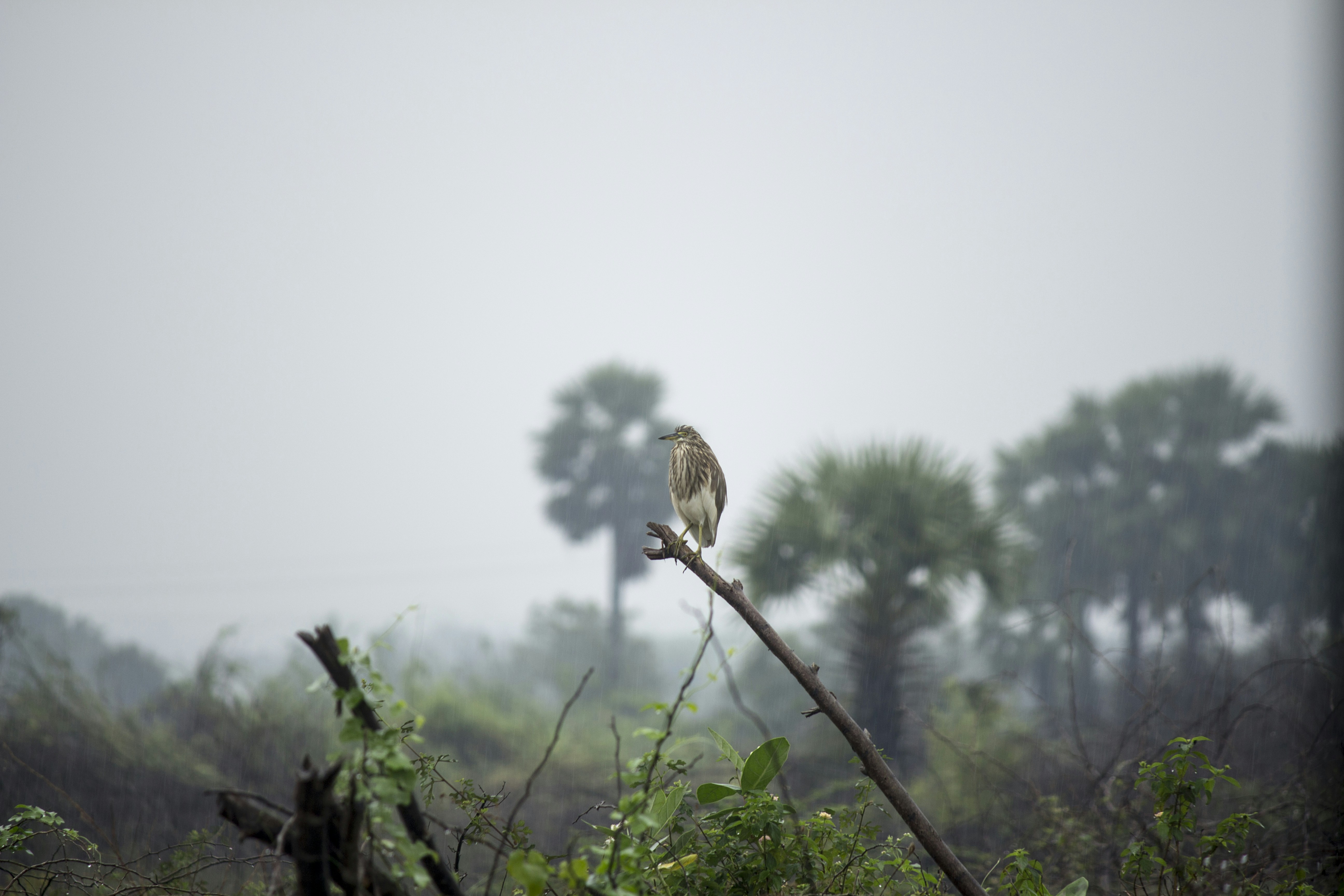 brown bird on tree branch during daytime
