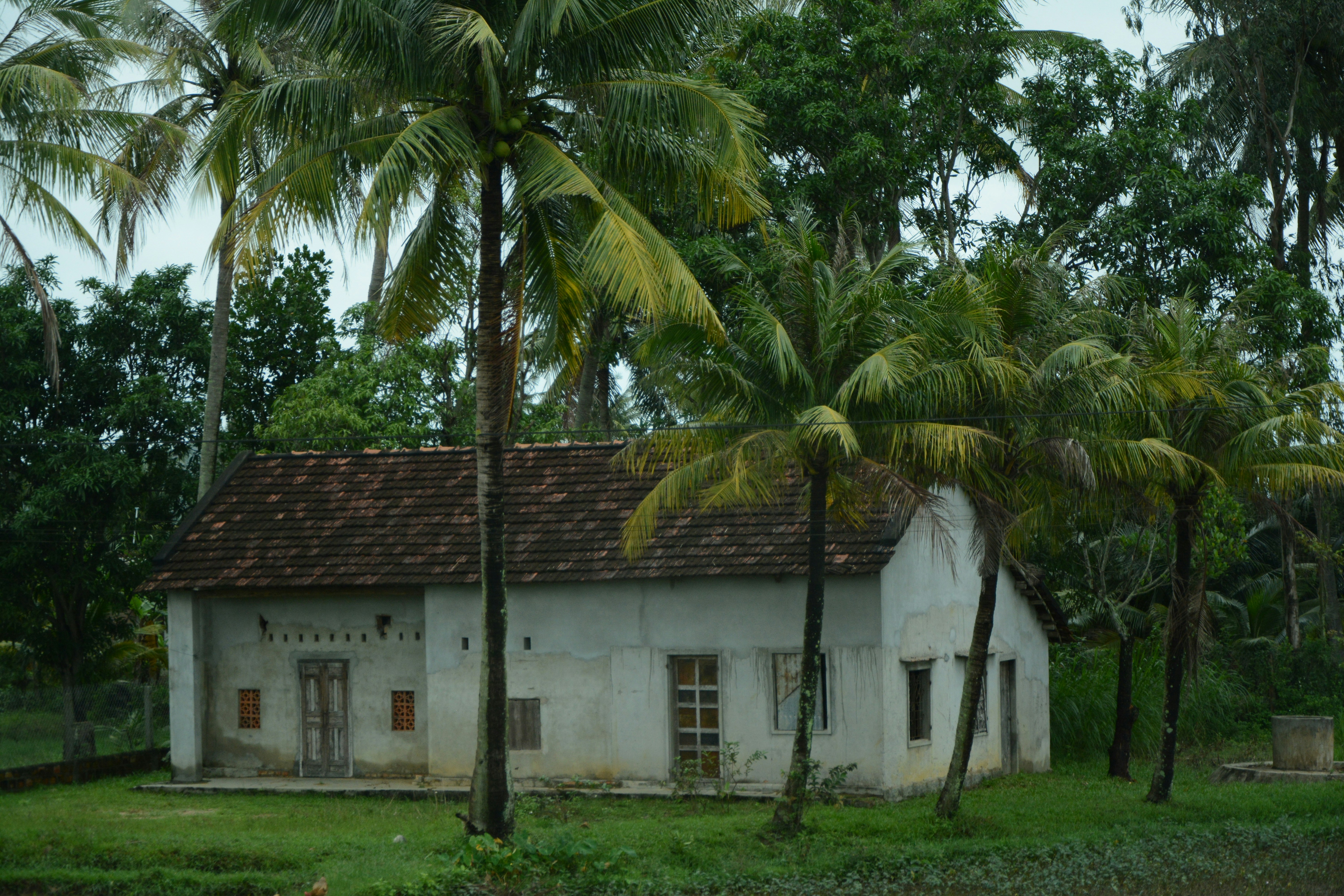A weathered house surrounded by lush greenery and palm trees, showcasing the passage of time and nature's reclaiming touch.