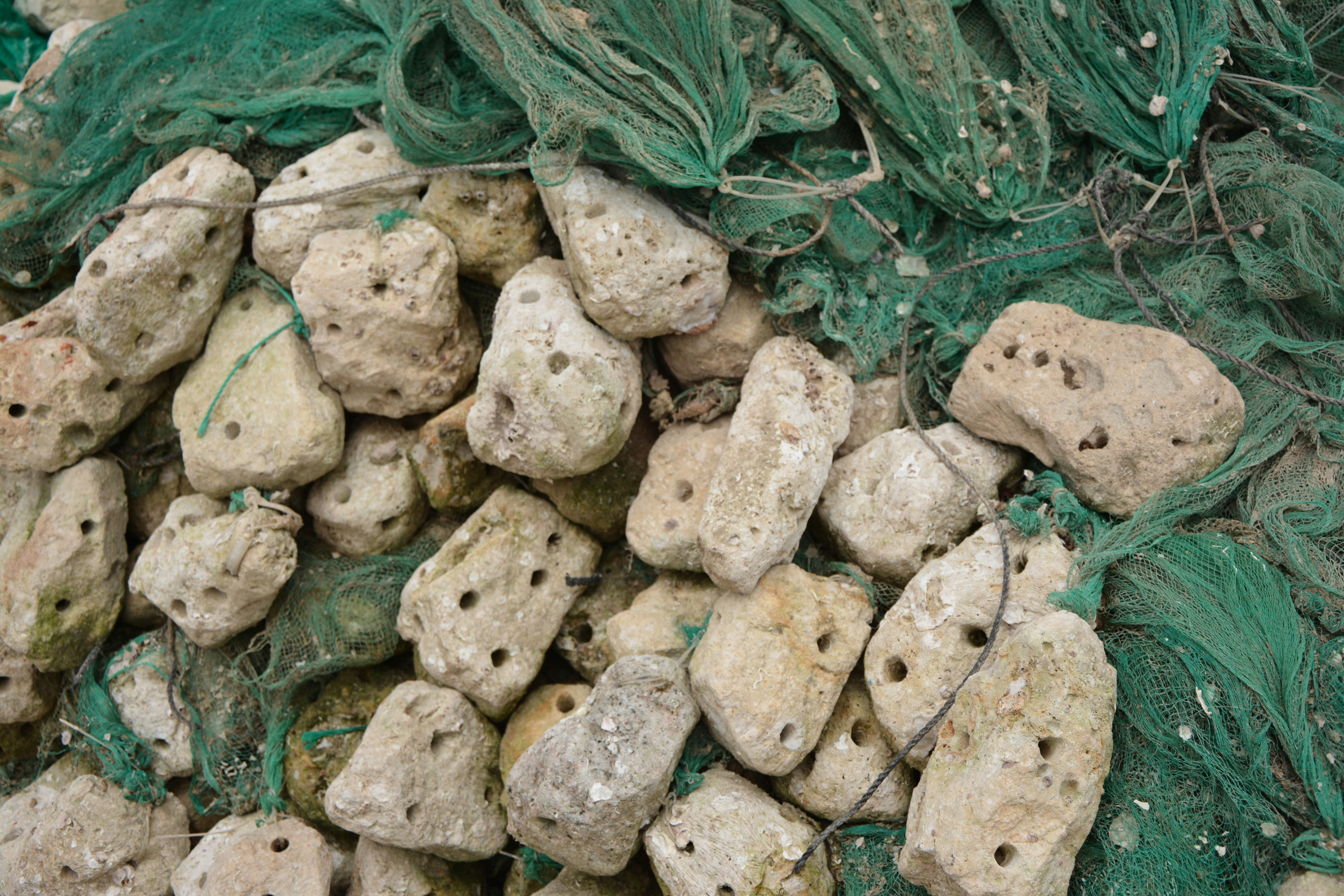 Nature's Mosaic: A Tangle of Textures