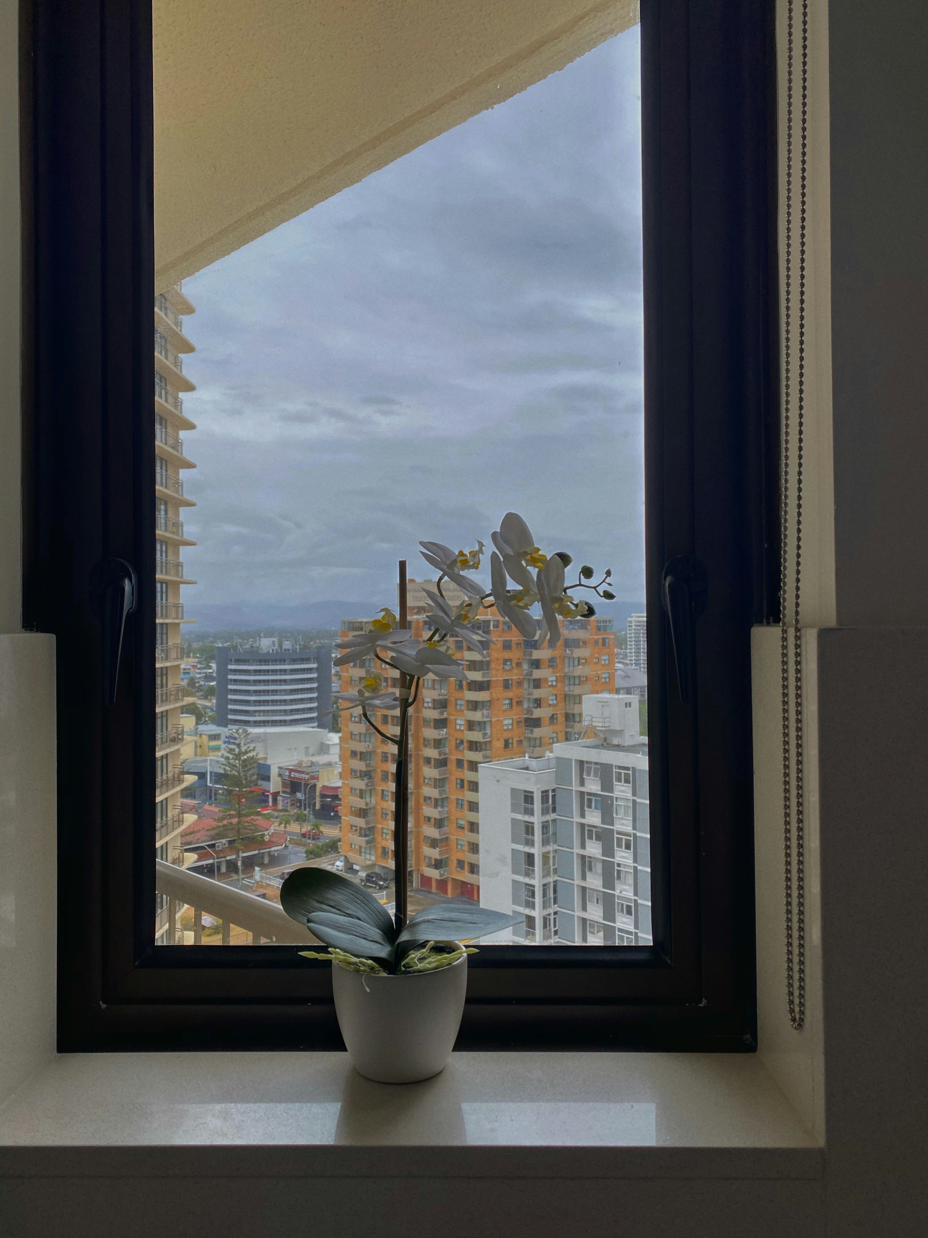 Orchid on the Windowsill Framing a Concrete Skyline