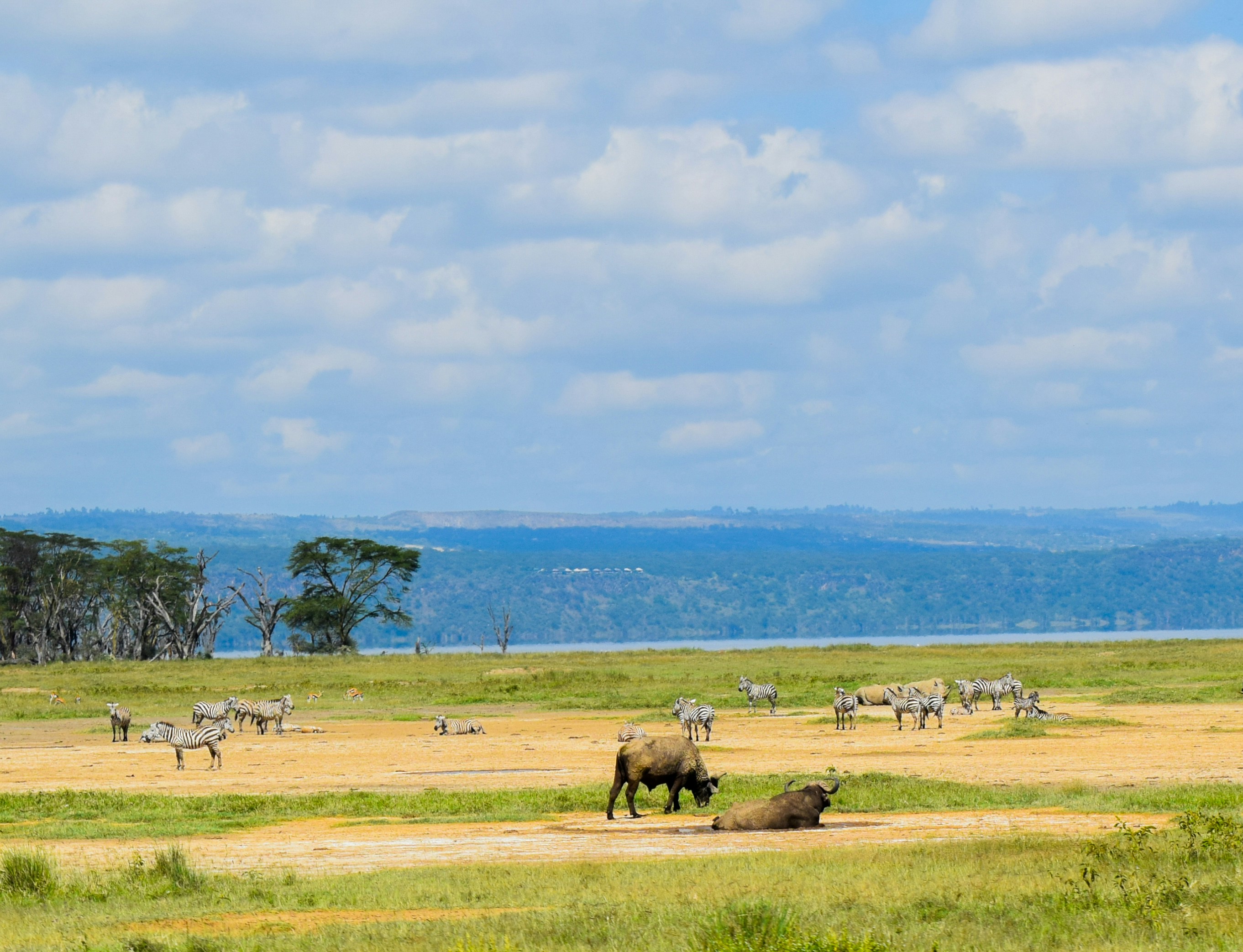 Buffalo and zebras roam a vast grassy plain under a cloud-dotted sky.