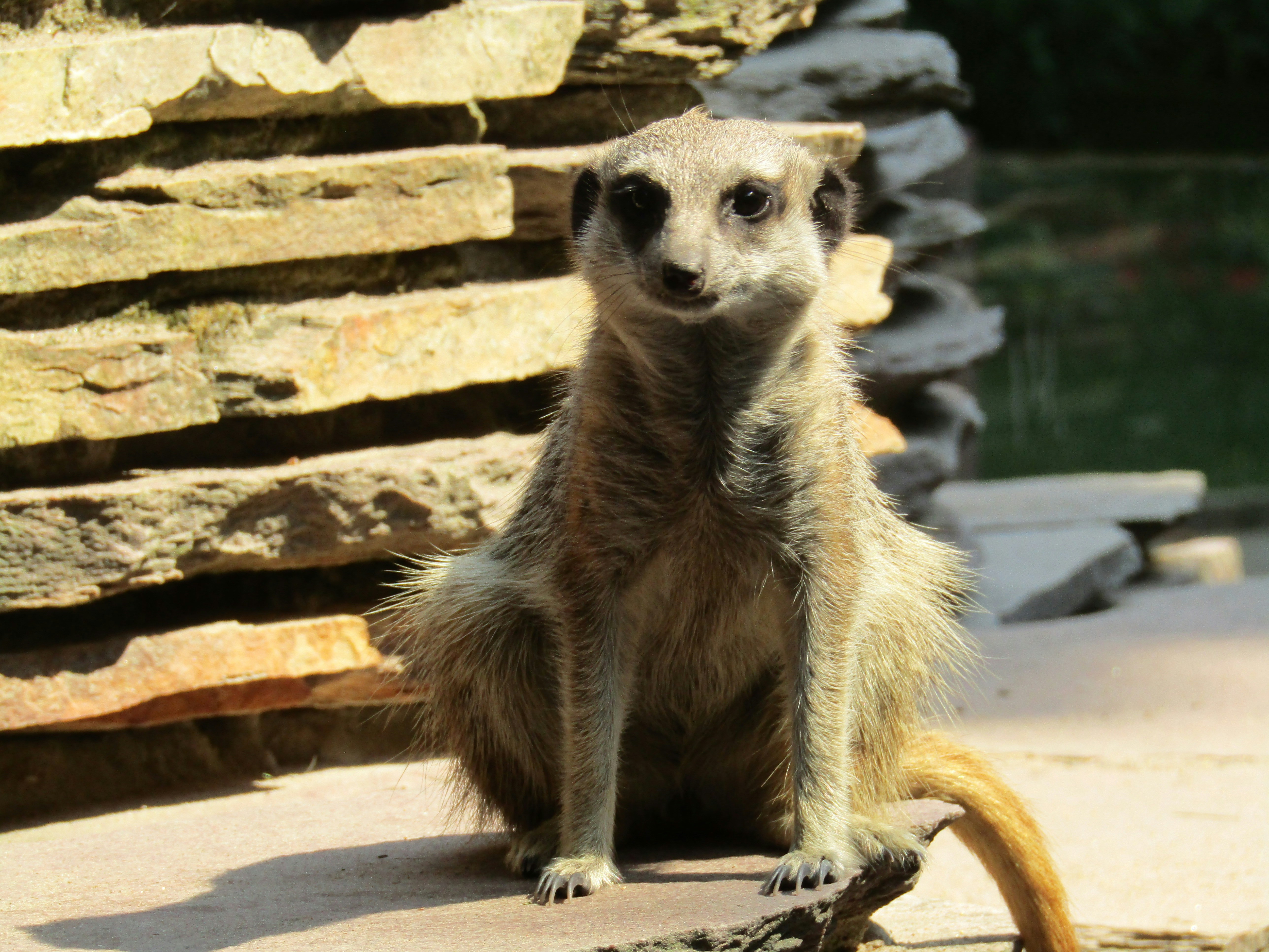 Meerkat stands alert on a sunlit path beside a stack of rough stone slabs. This wildlife photo captures a curious moment as the small mammal faces the camera.