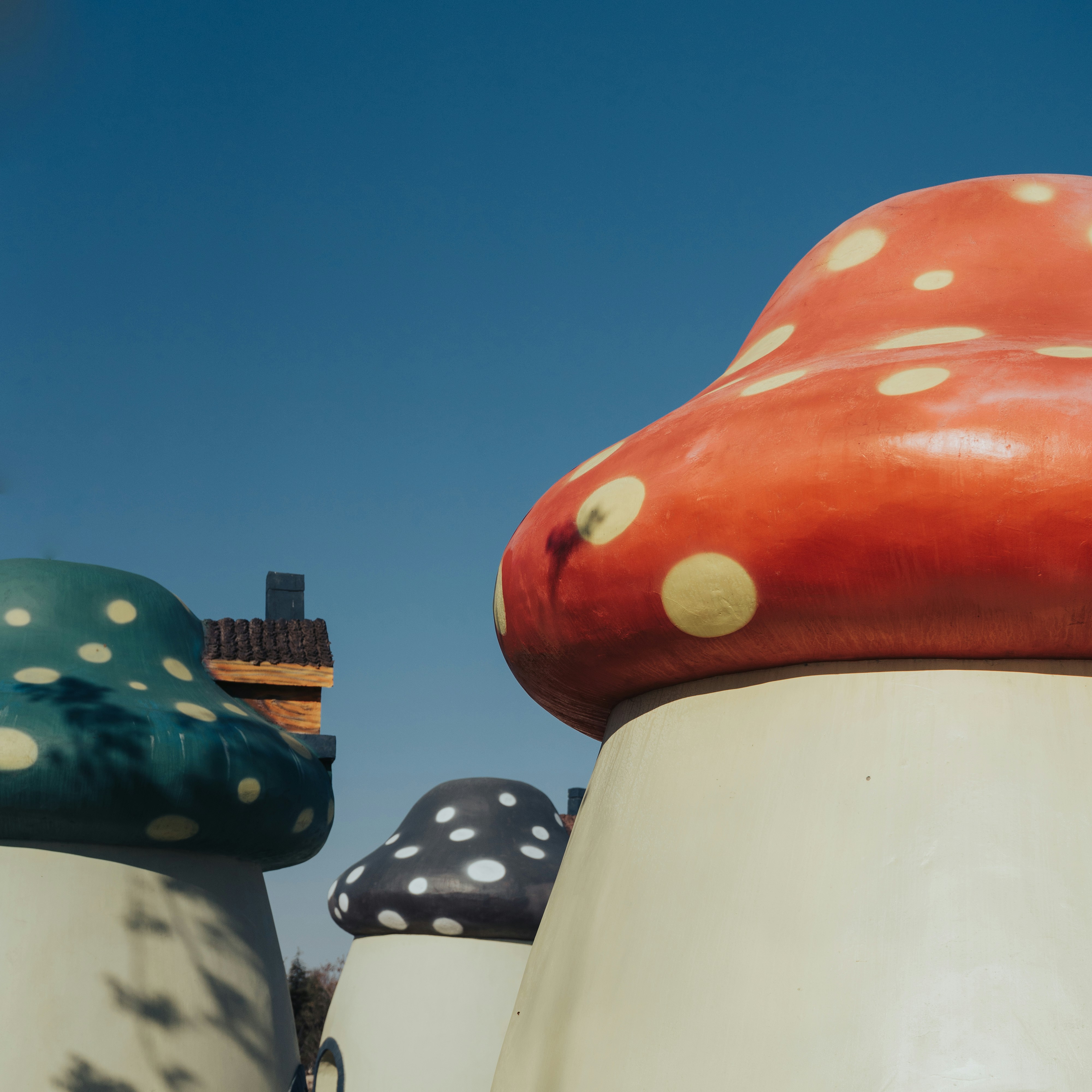 Polka-Dot Giants Stand Tall in a Sunlit Mushroom Row