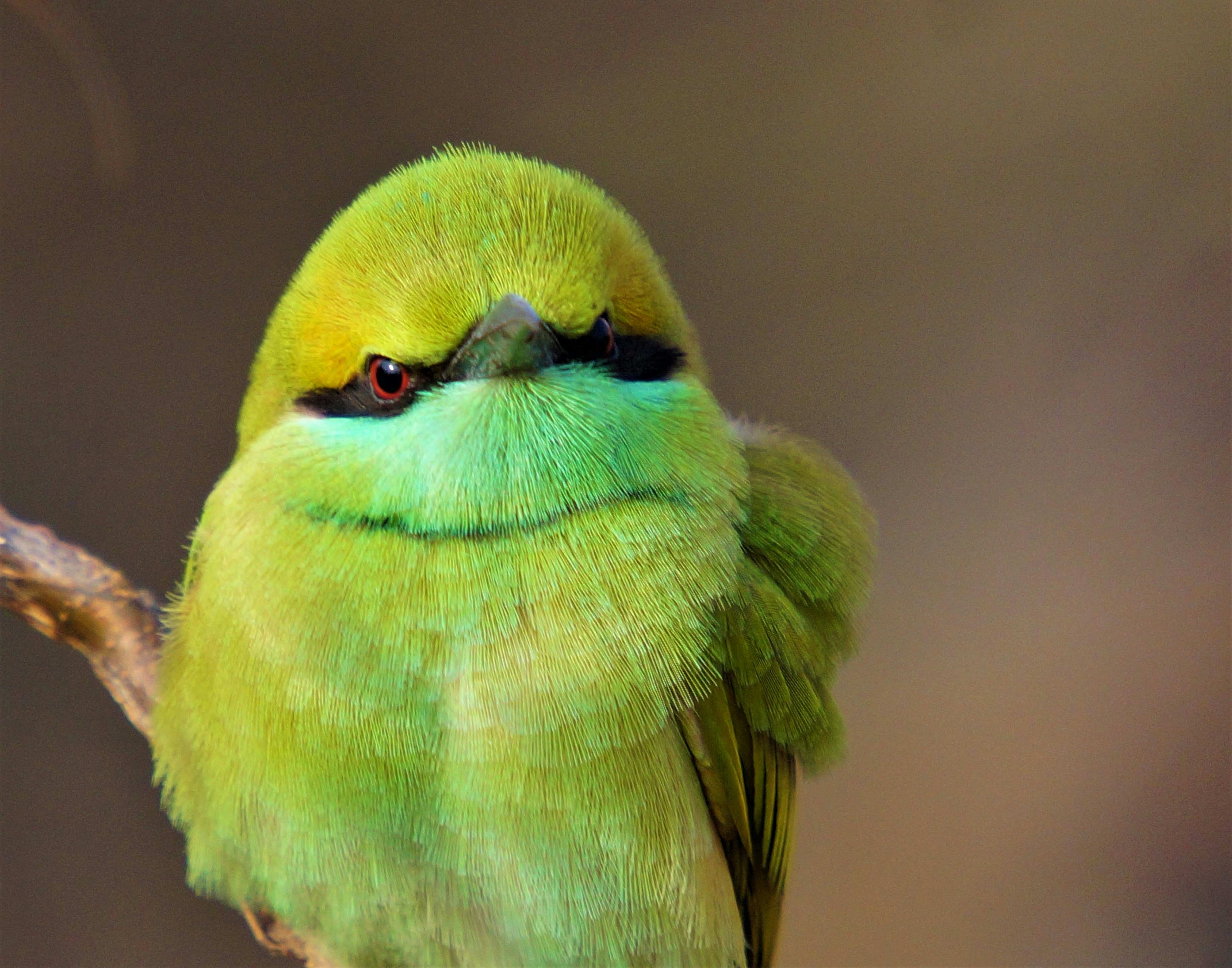 Close-up of a vibrant green bird perched on a branch, showcasing its intricate feather patterns and striking eyes.
