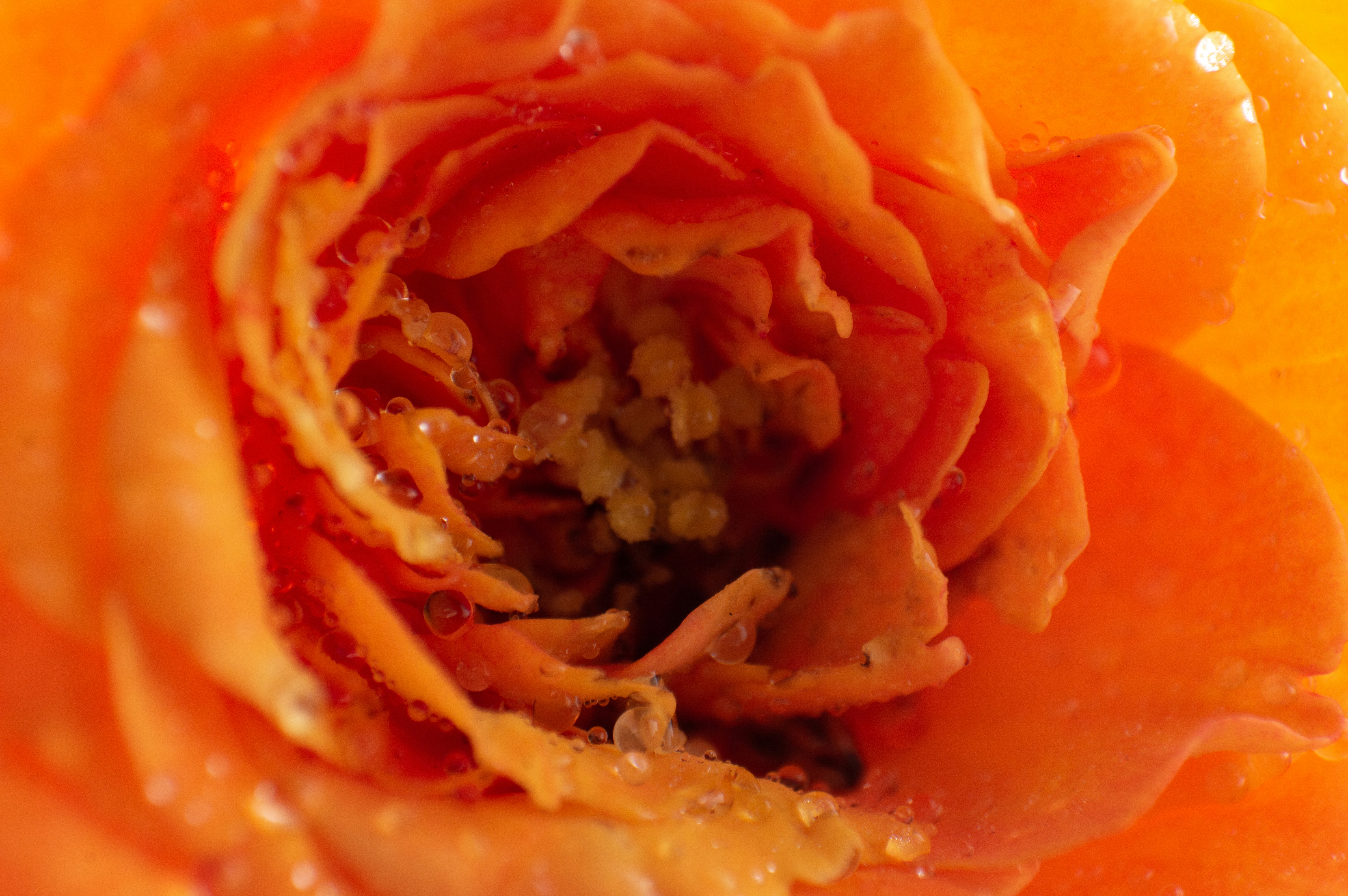 Close-up view of a vibrant orange rose, revealing intricate petals and water droplets. The focus highlights the flower's delicate beauty.