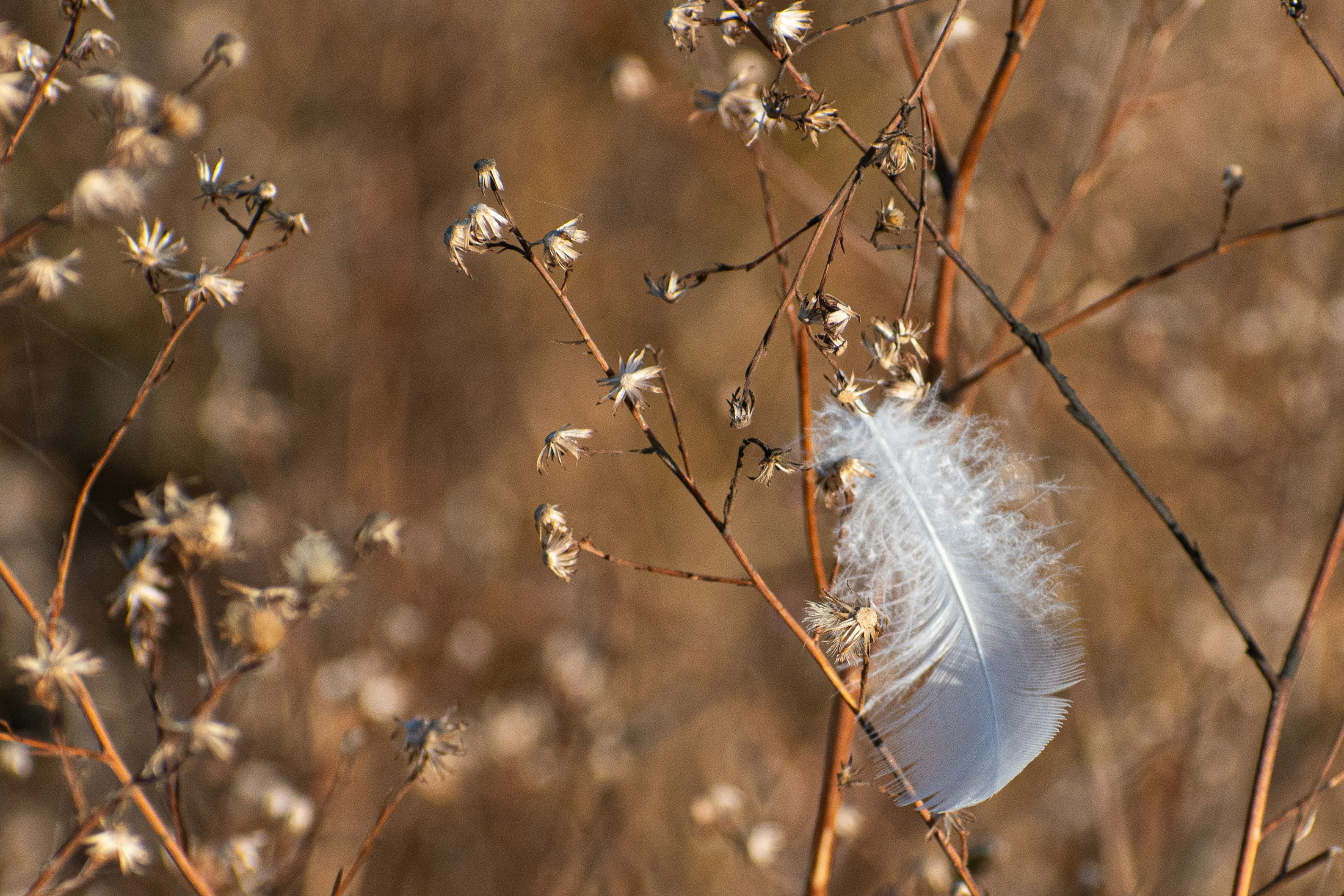 Feather in Sepia: A Quiet Pause Among Withered Reeds