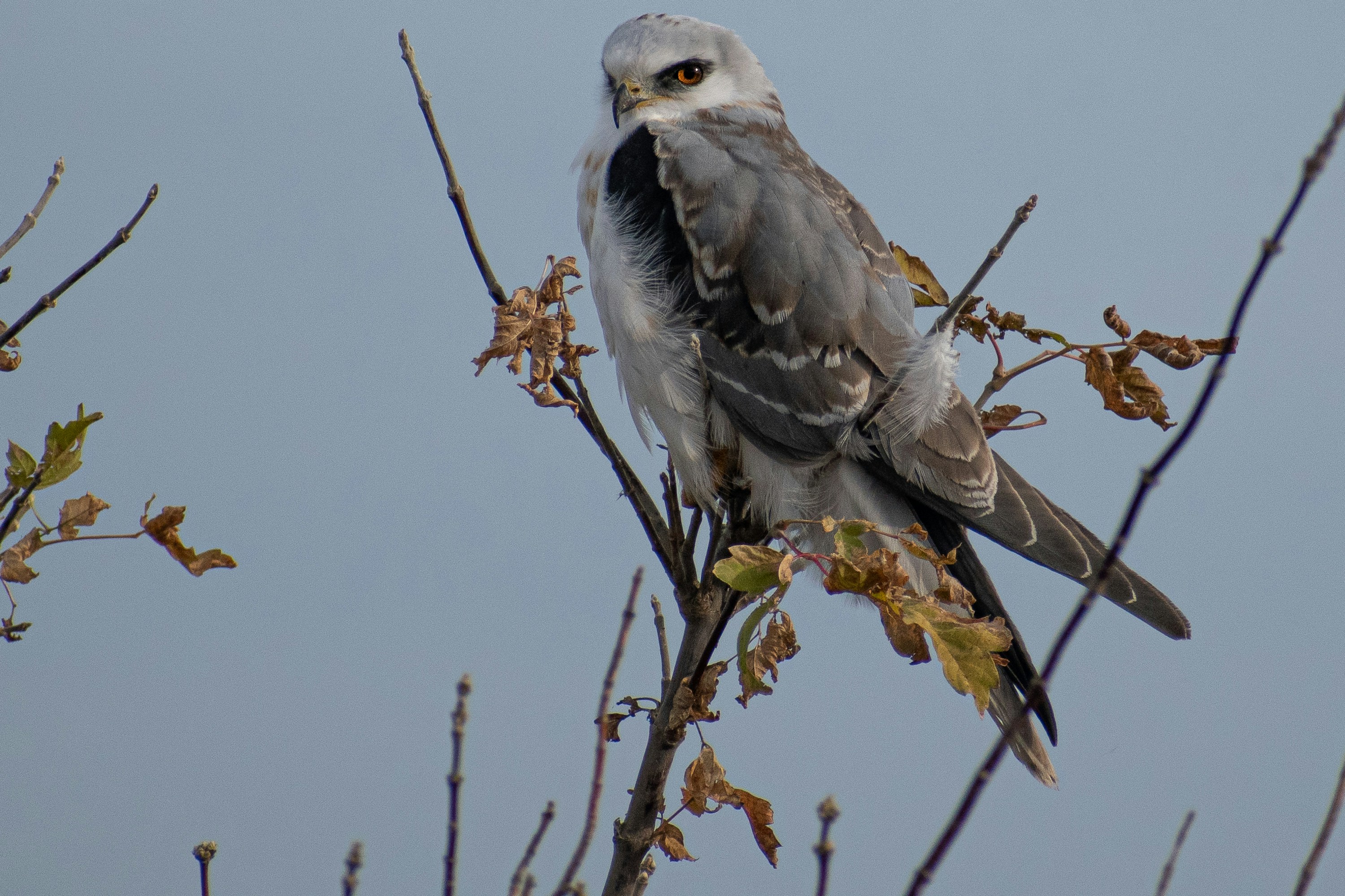 Perched Peregrine in Late Autumn Light