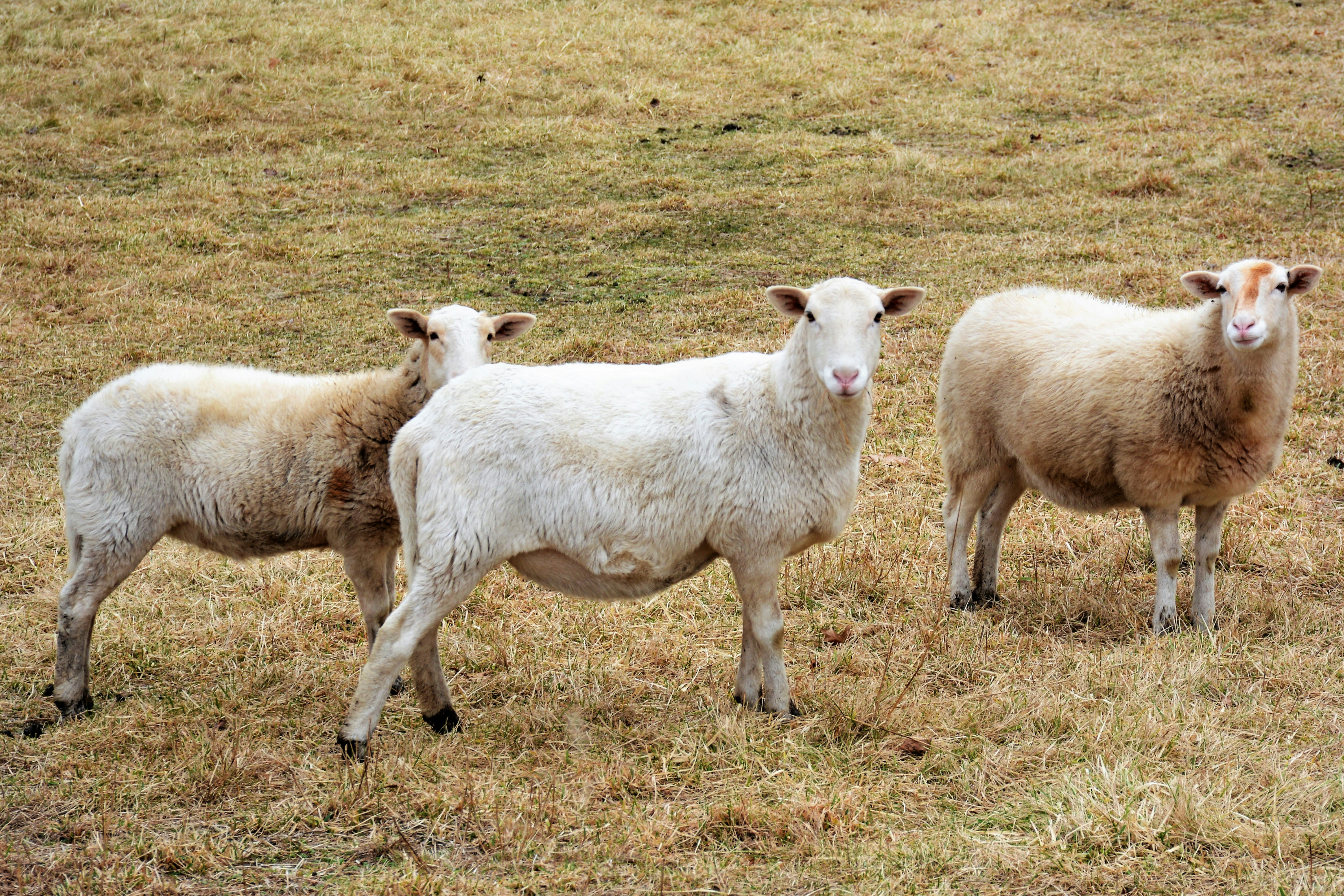 Trio of White Sheep in a Golden Pasture