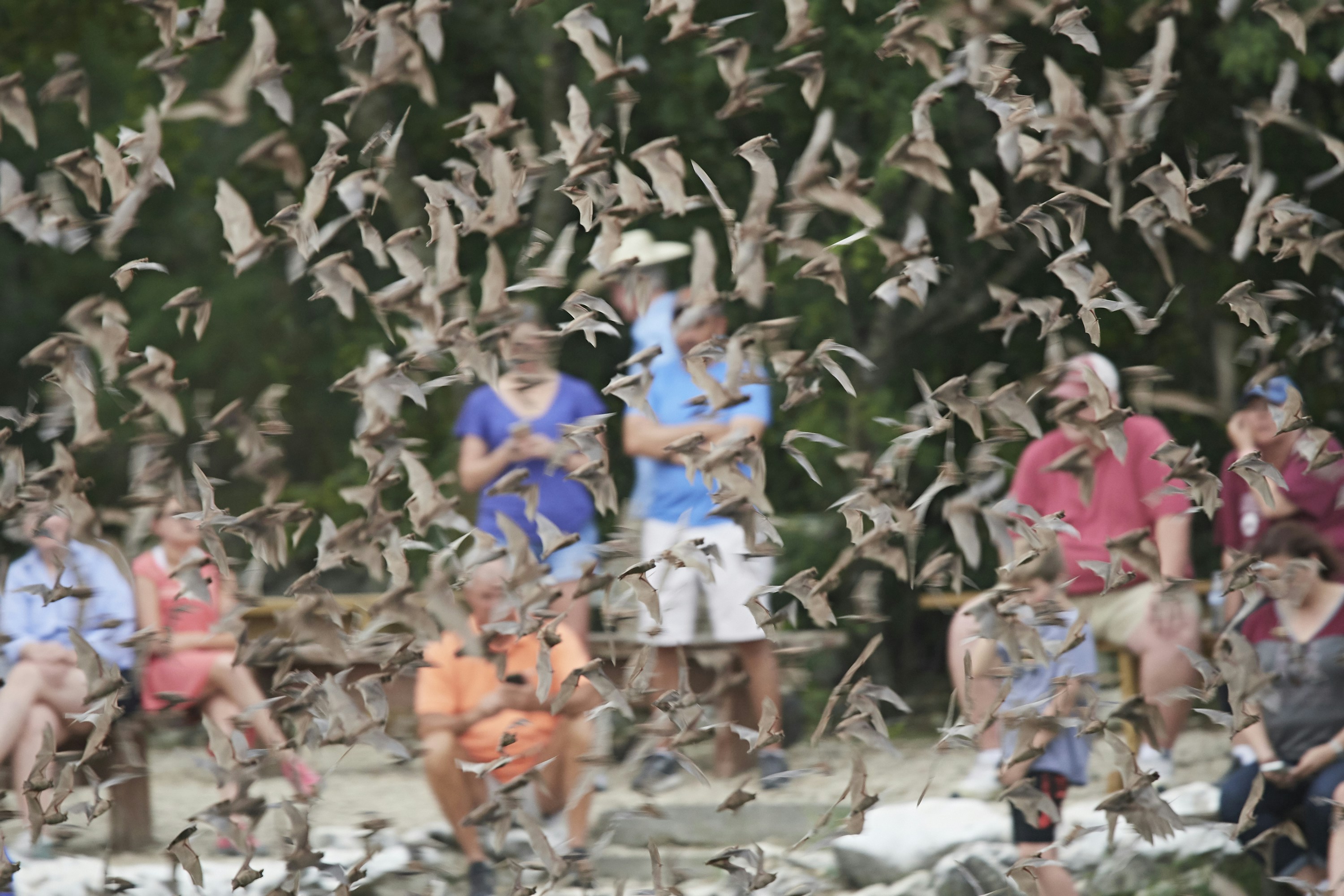 Wings Over the Crowd: A Bat Swarm Dances Above Spectators
