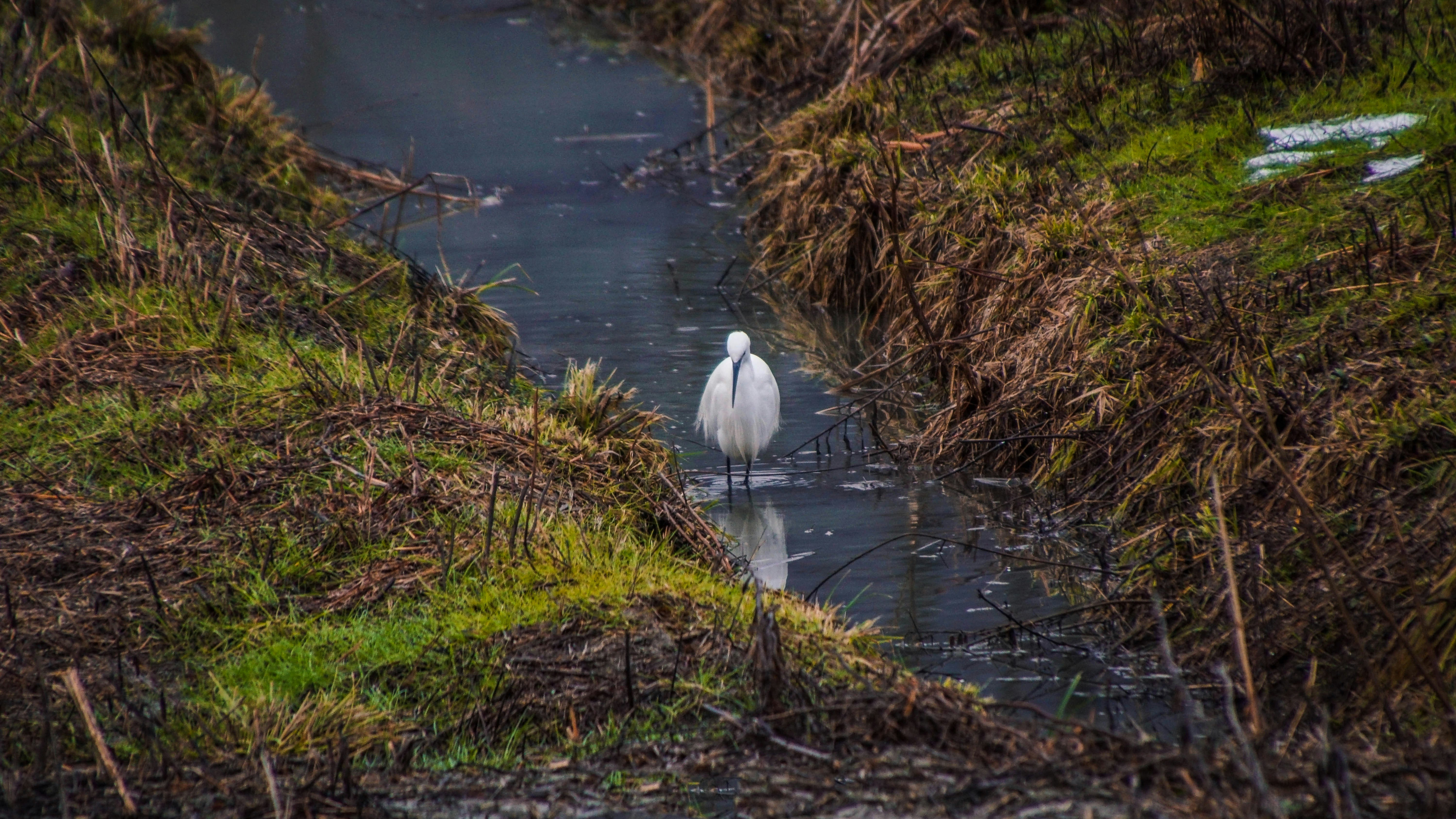 White heron standing in a narrow stream surrounded by lush greenery and brown reeds.