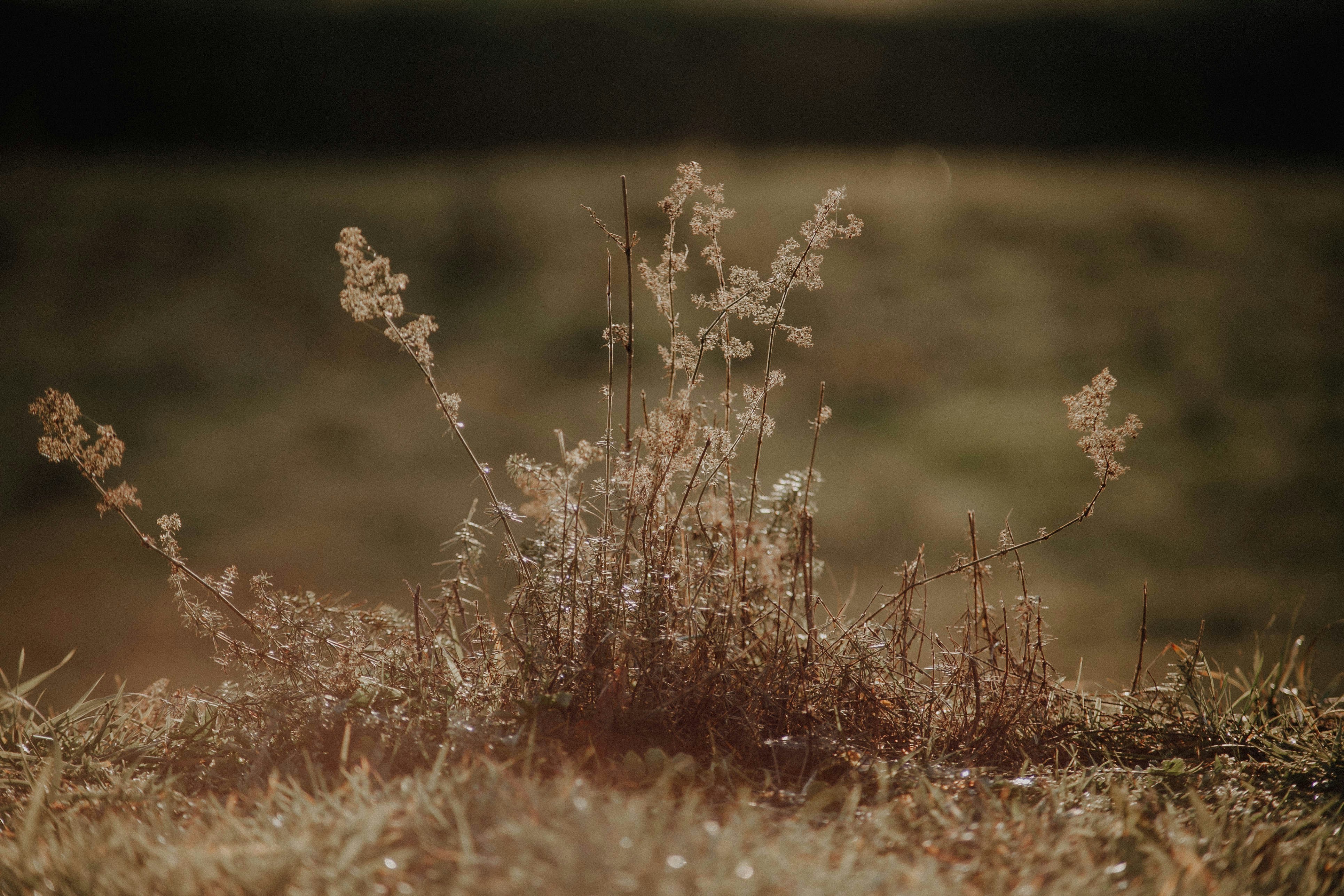 Delicate wildflowers bathed in warm, golden light against a blurred grassy backdrop.