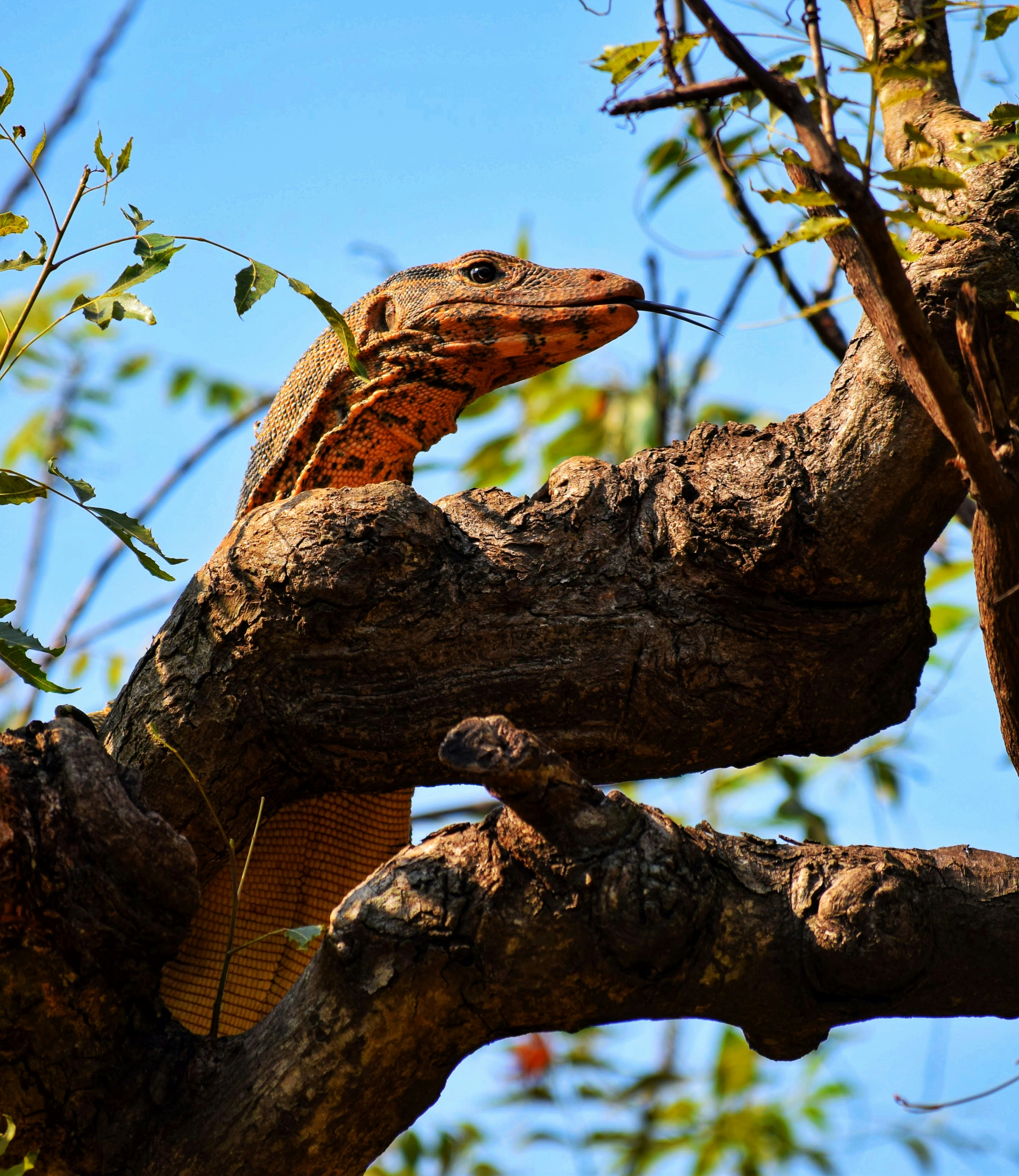 Lizard Crowned by Branches: Sunlit Gaze in a Tree