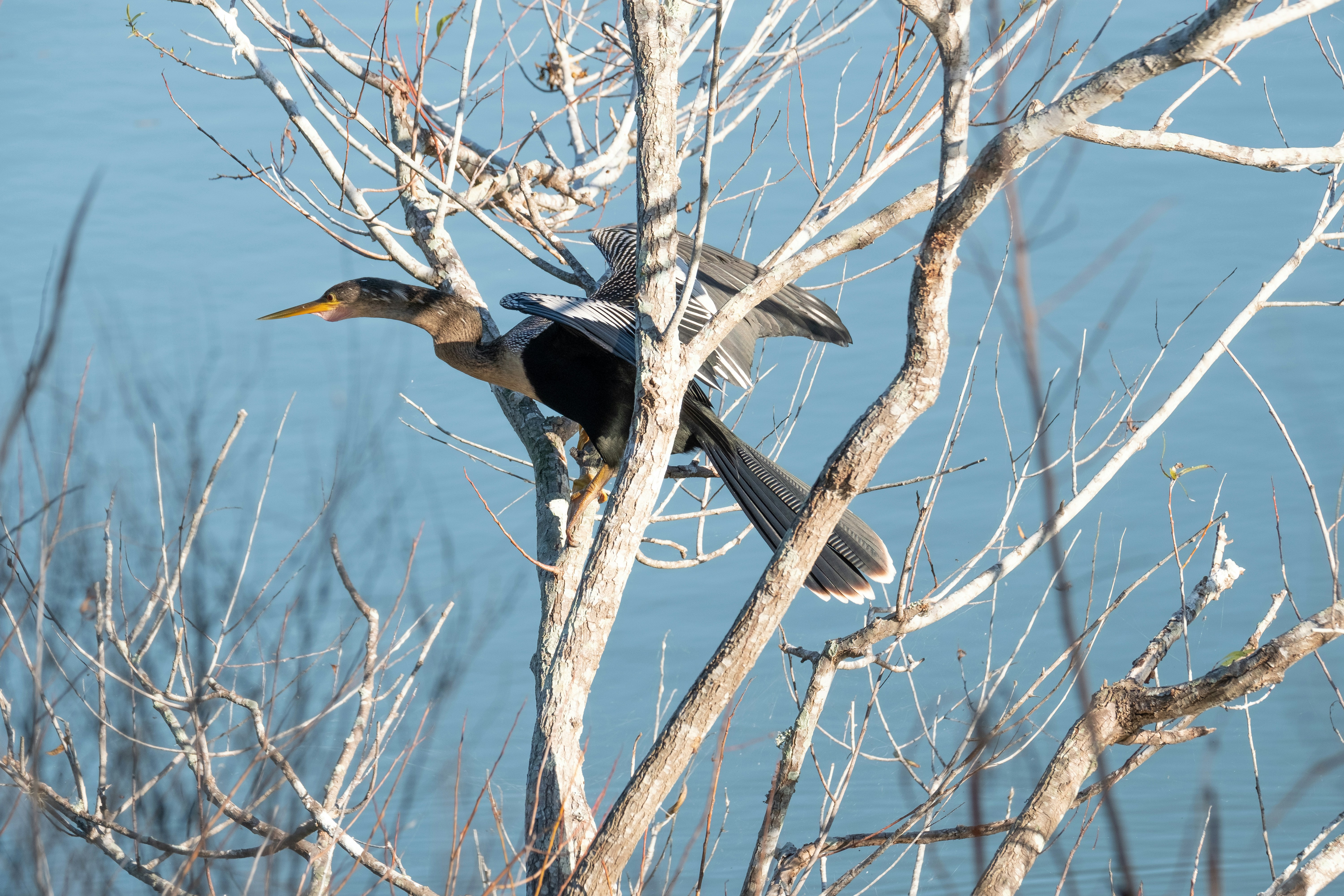Anhinga