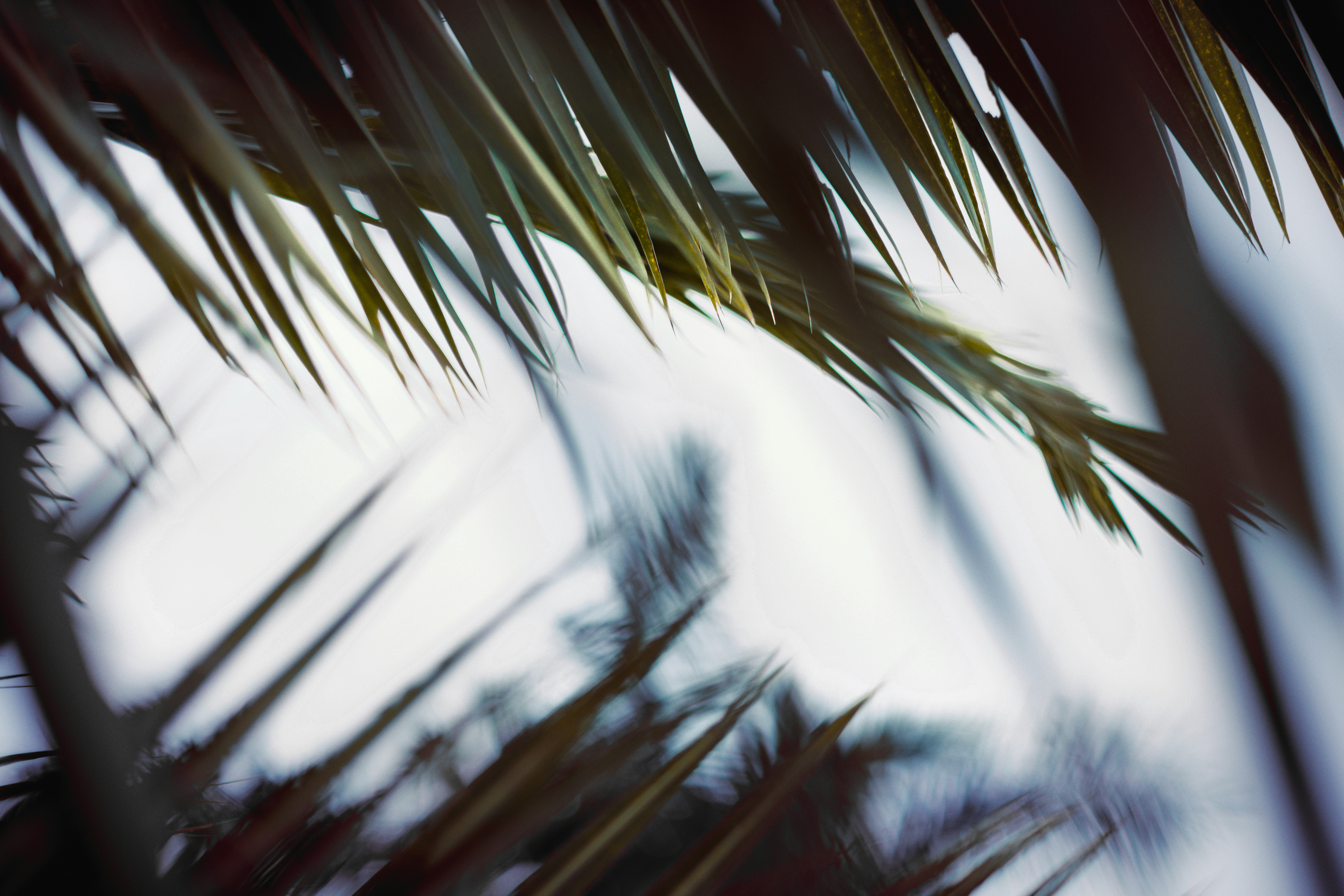 Palm Sunday Zoom Background