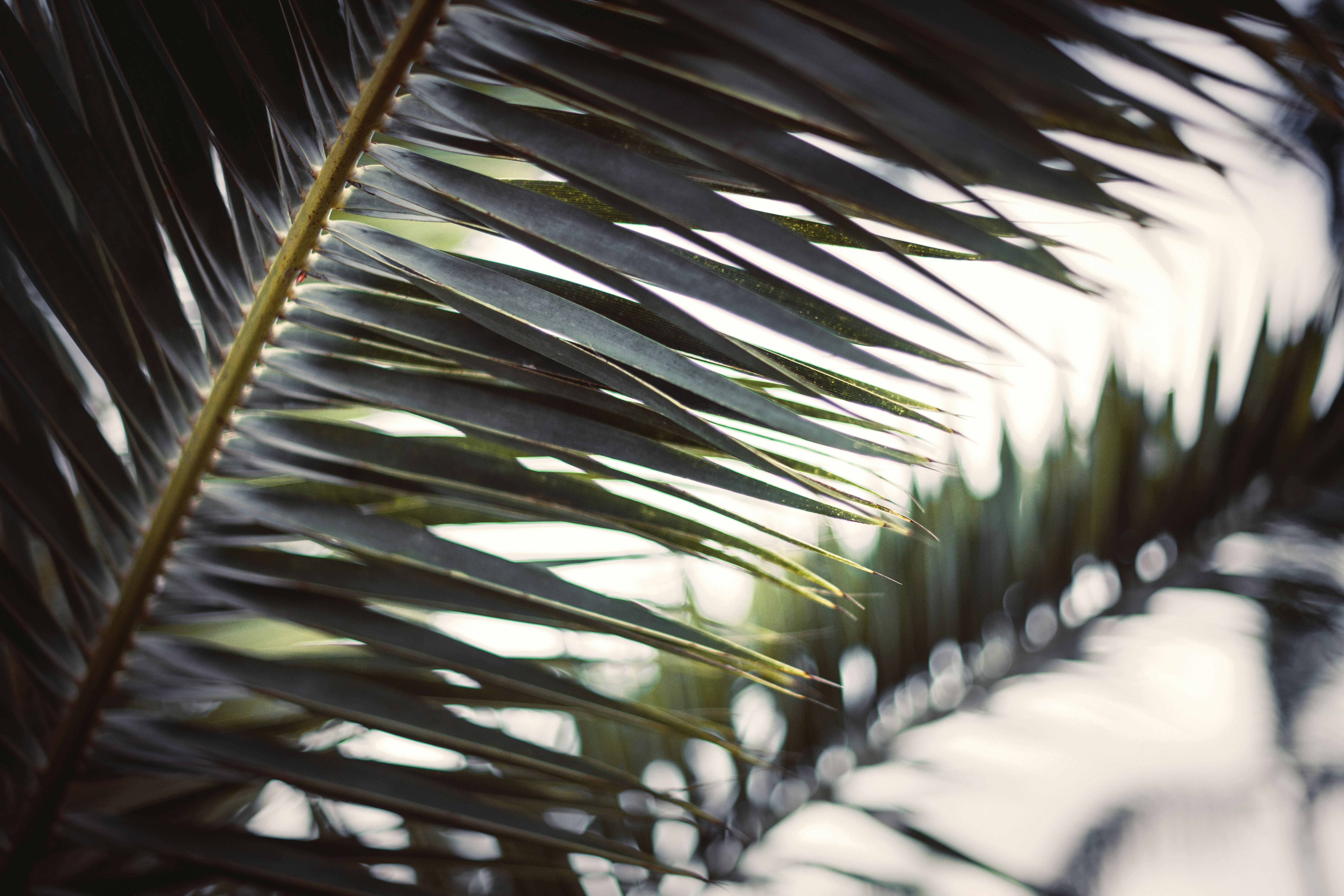 Palm Sunday Zoom Background