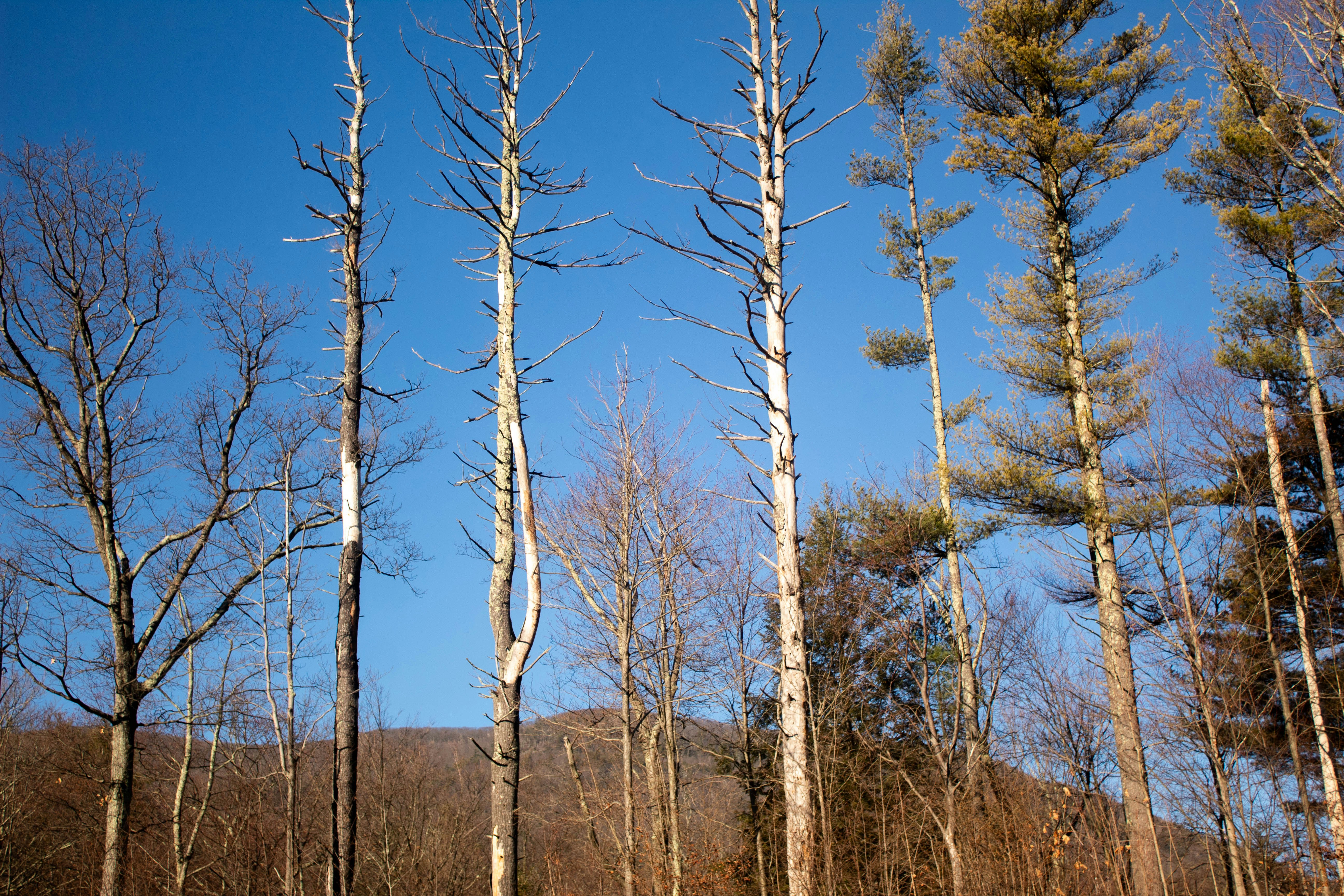 Cerulean Sky Through Birch Trunks: A Quiet Woodland Portrait