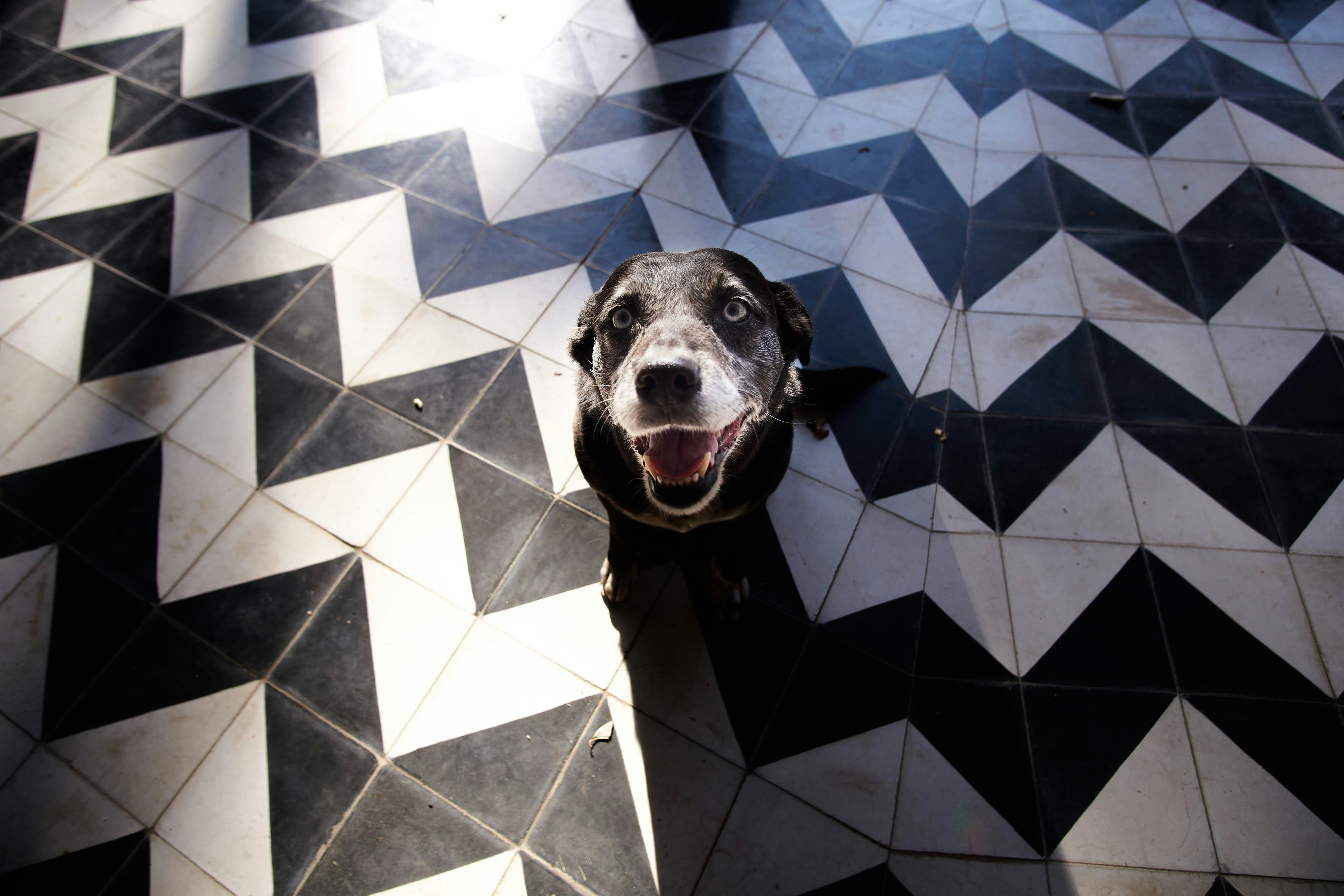 Puppy in the Pixelated Spotlight on a Monochrome Mosaic