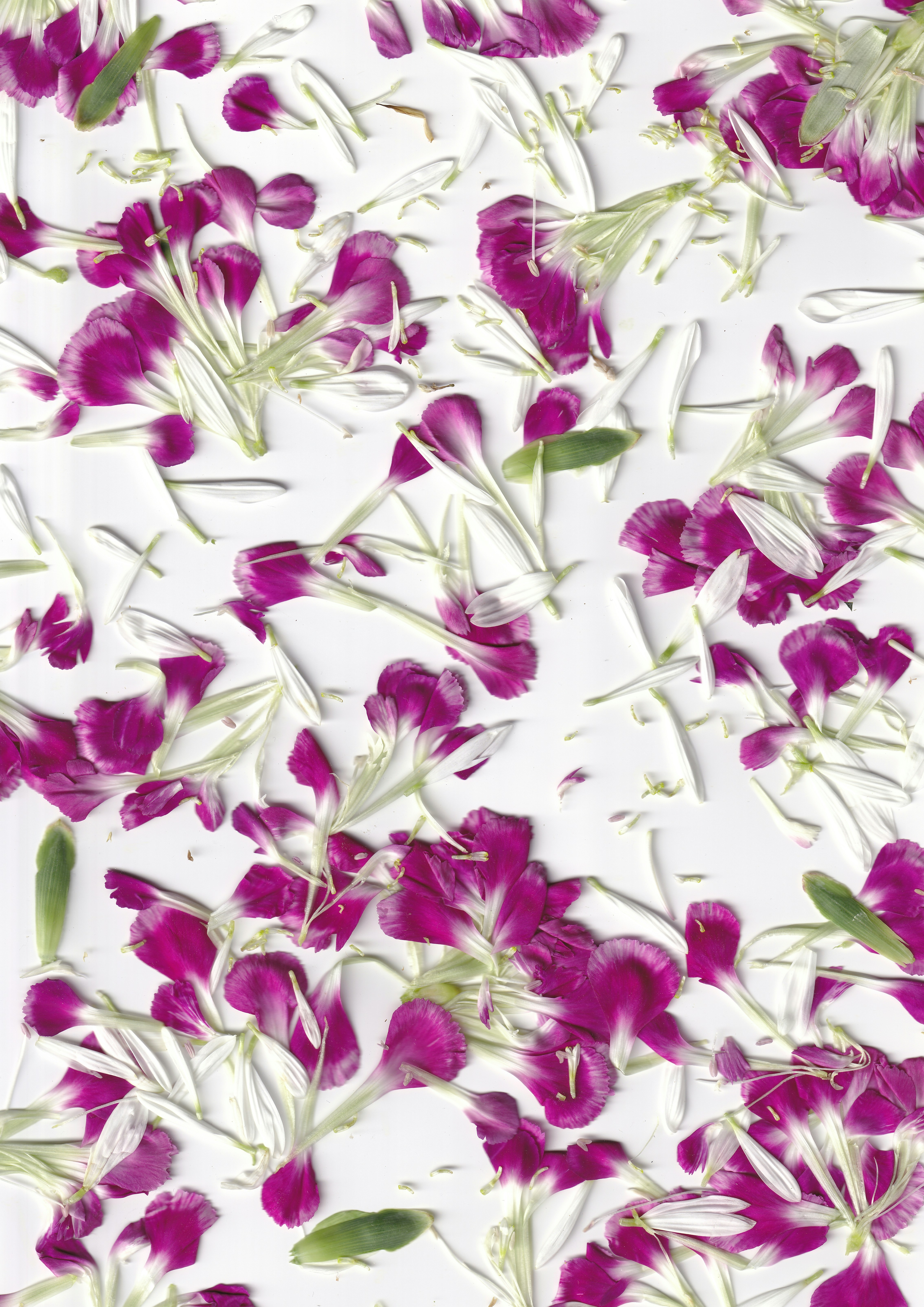 Petals in Bloom: A Confetti of Magenta and Green