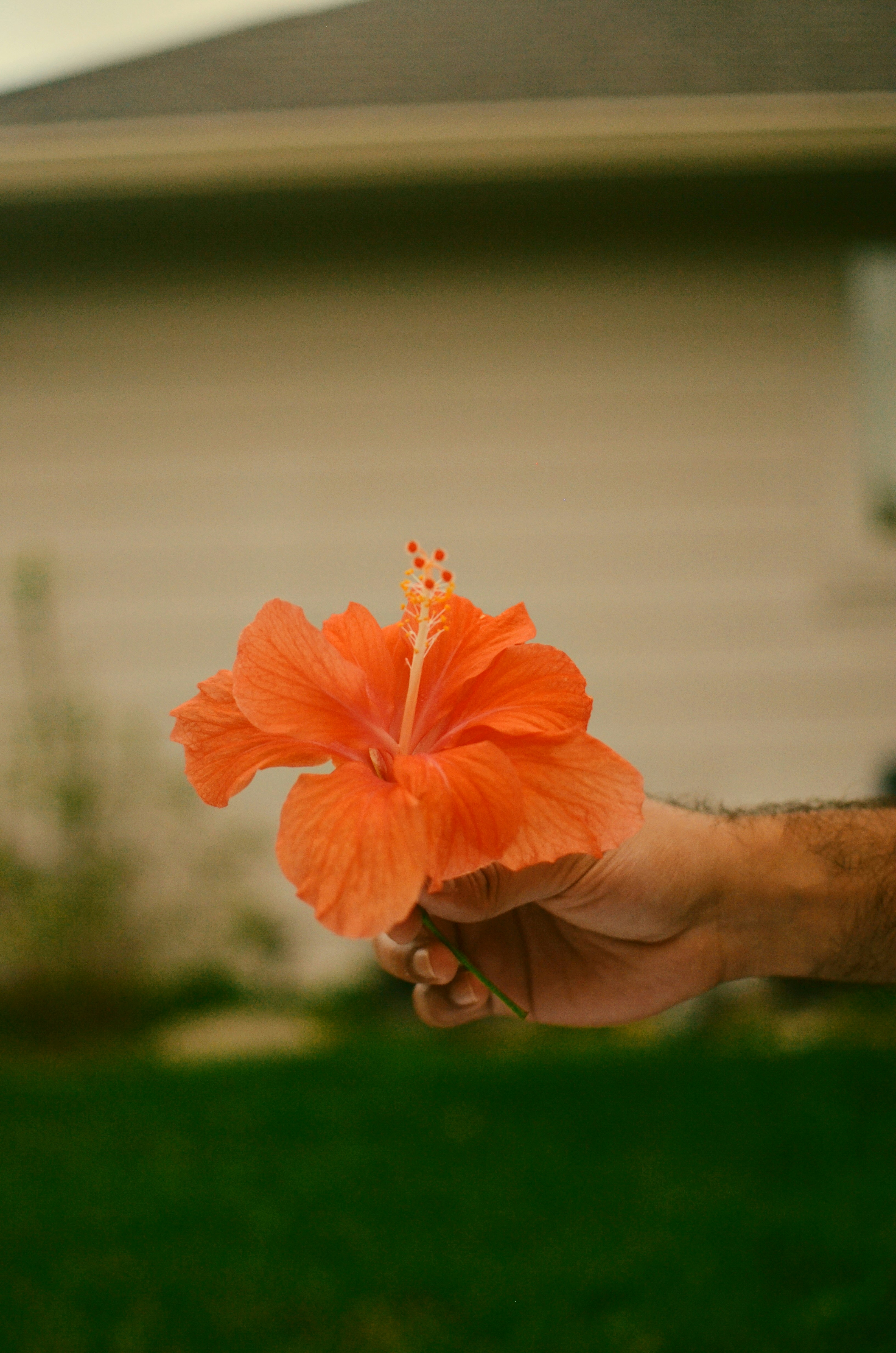Hand-Pressed Hibiscus: A Quiet Burst of Orange Against a Suburban Blur
