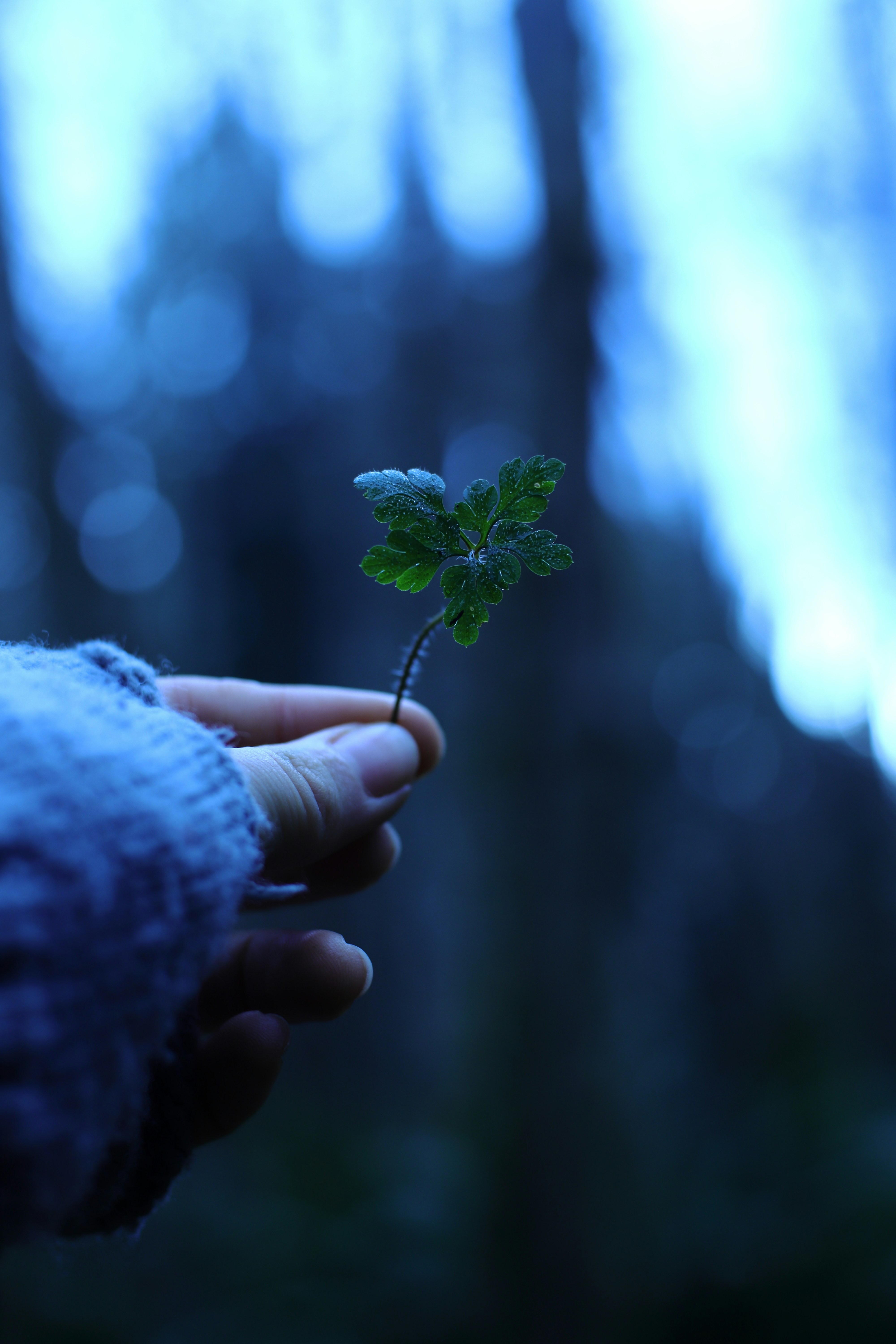 Hand holding a small green leaf against a blurred forest backdrop, evoking a sense of tranquility and connection with nature.