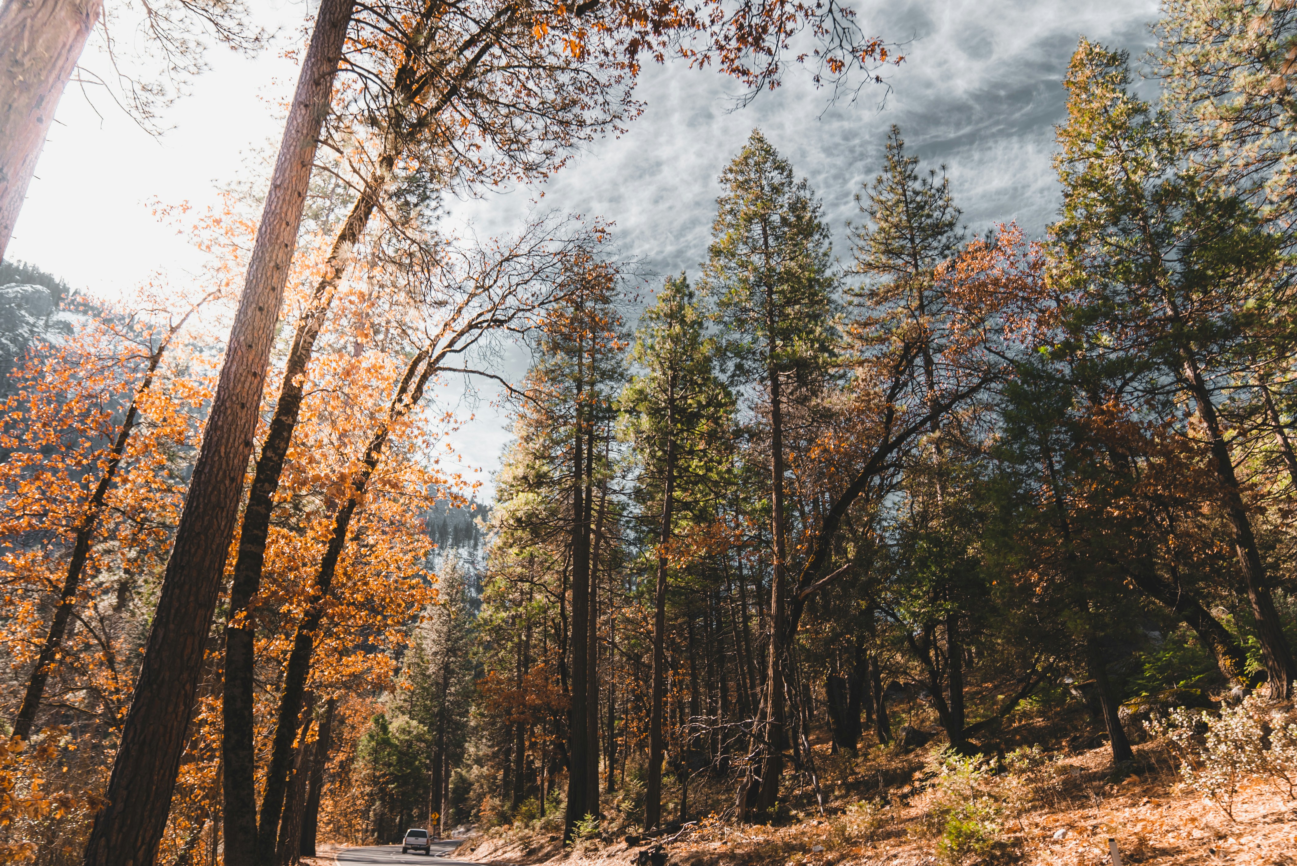 Sunlit pine and deciduous trees line a winding road, with warm autumn colors and a hint of vehicle depth, capturing a serene forest drive. No logos or illustrations visible.