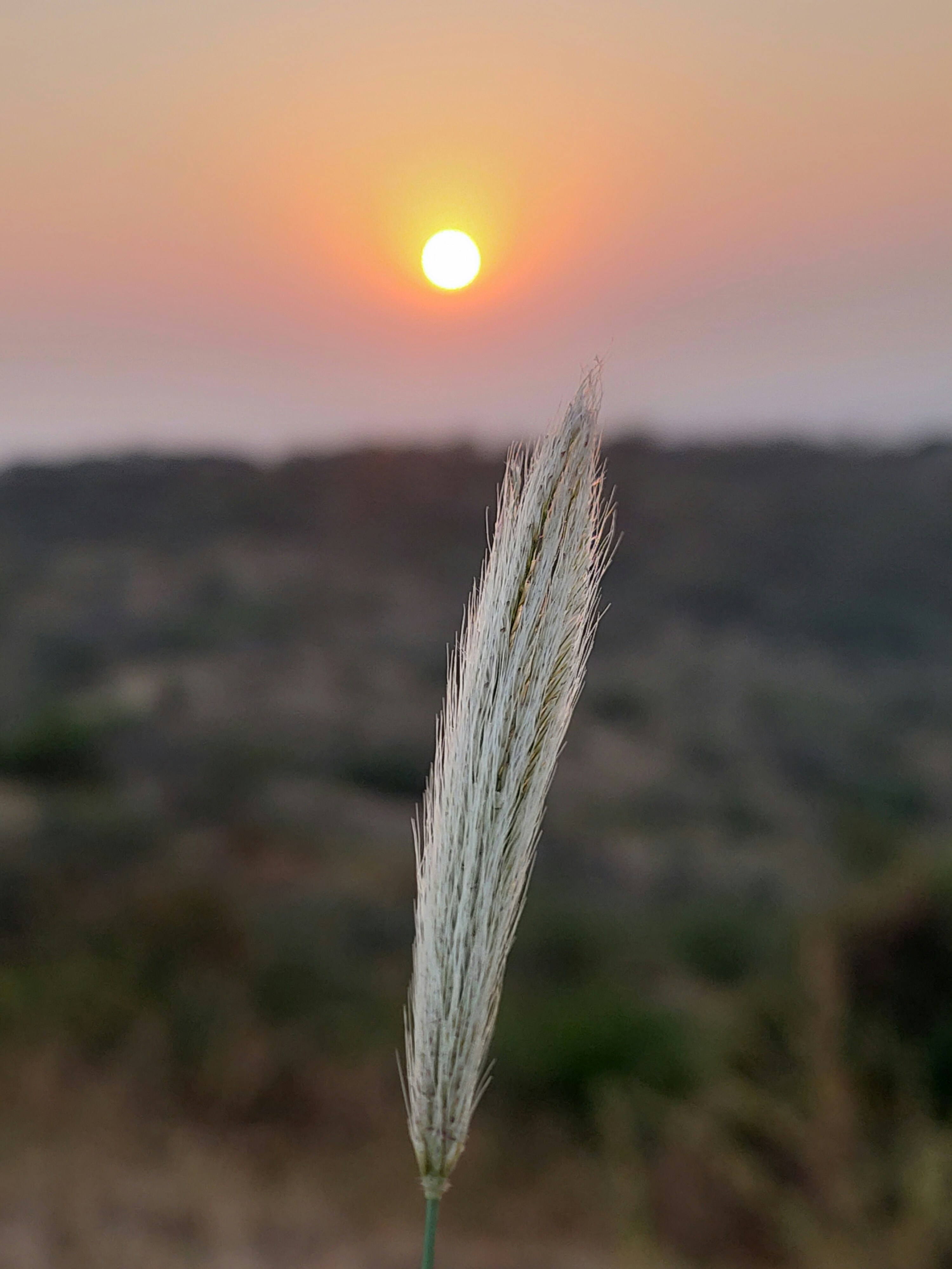 Close-up of a feathery grass plume against a soft sunset gradient. The shallow depth of field keeps the foreground sharp while the distant landscape melts into blur.