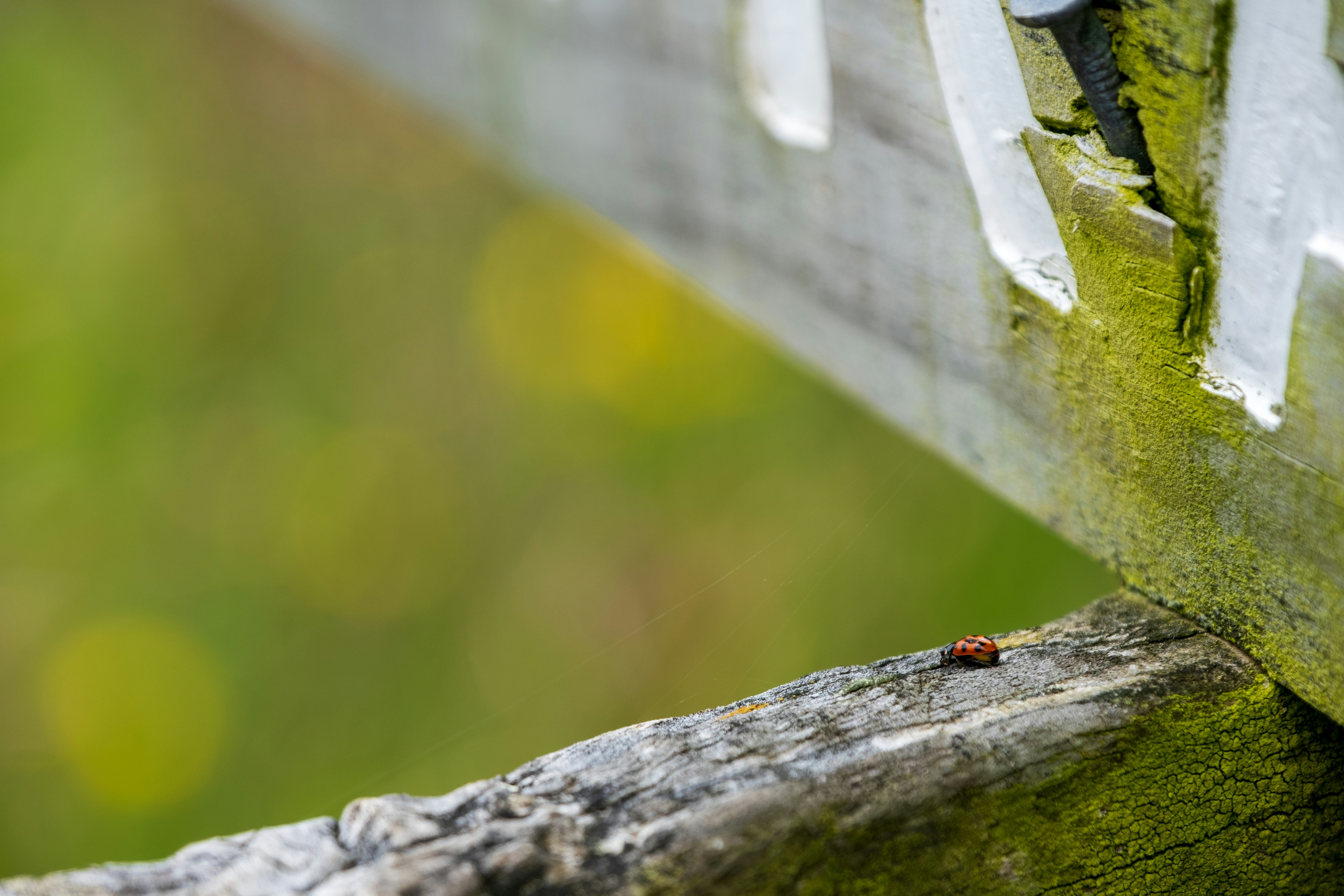 Crimson Beetle on Weathered Moss: A Tiny Moment Along the Rail