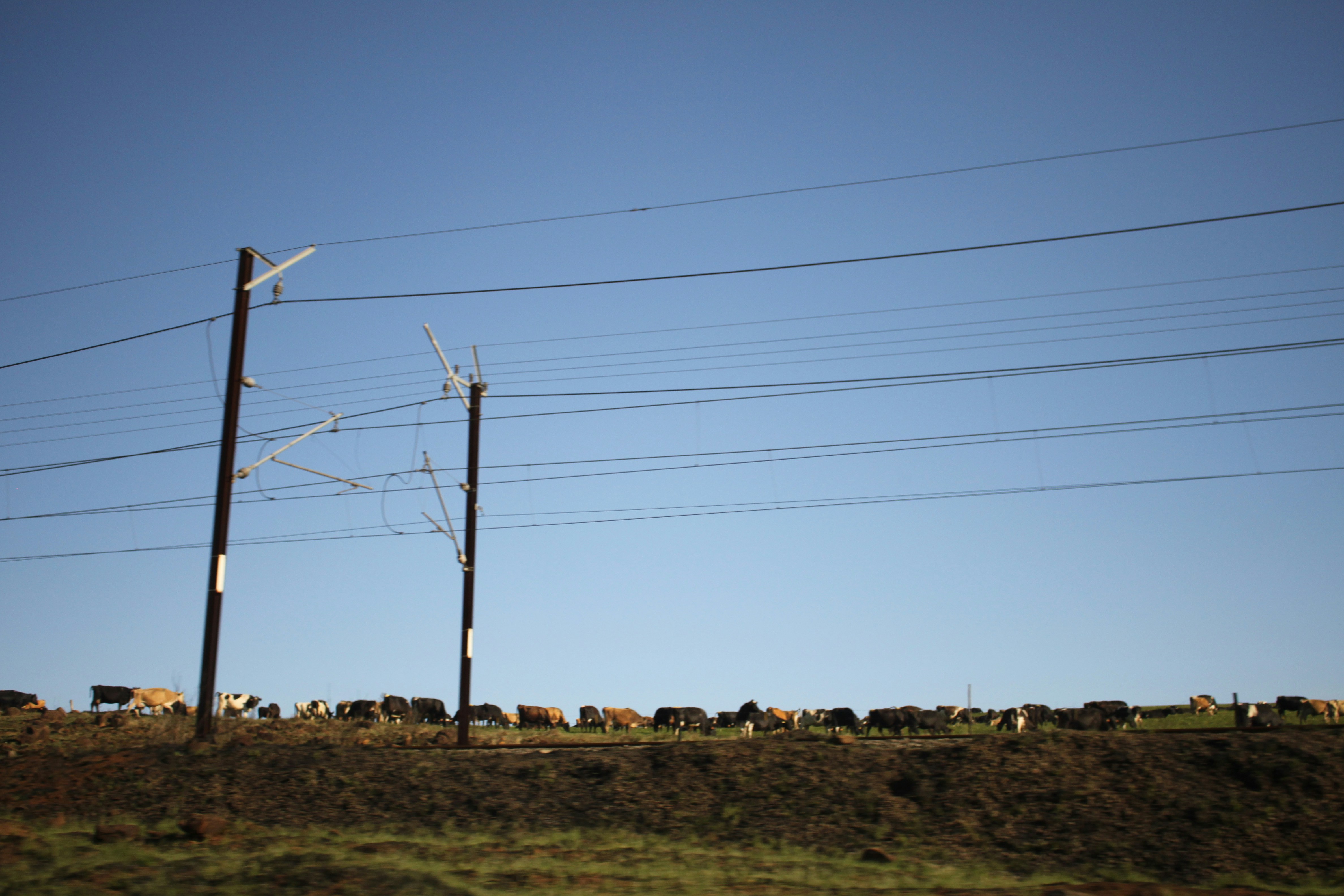 A herd of cows grazes along the horizon beneath a clear blue sky, framed by power lines that stretch across the landscape.
