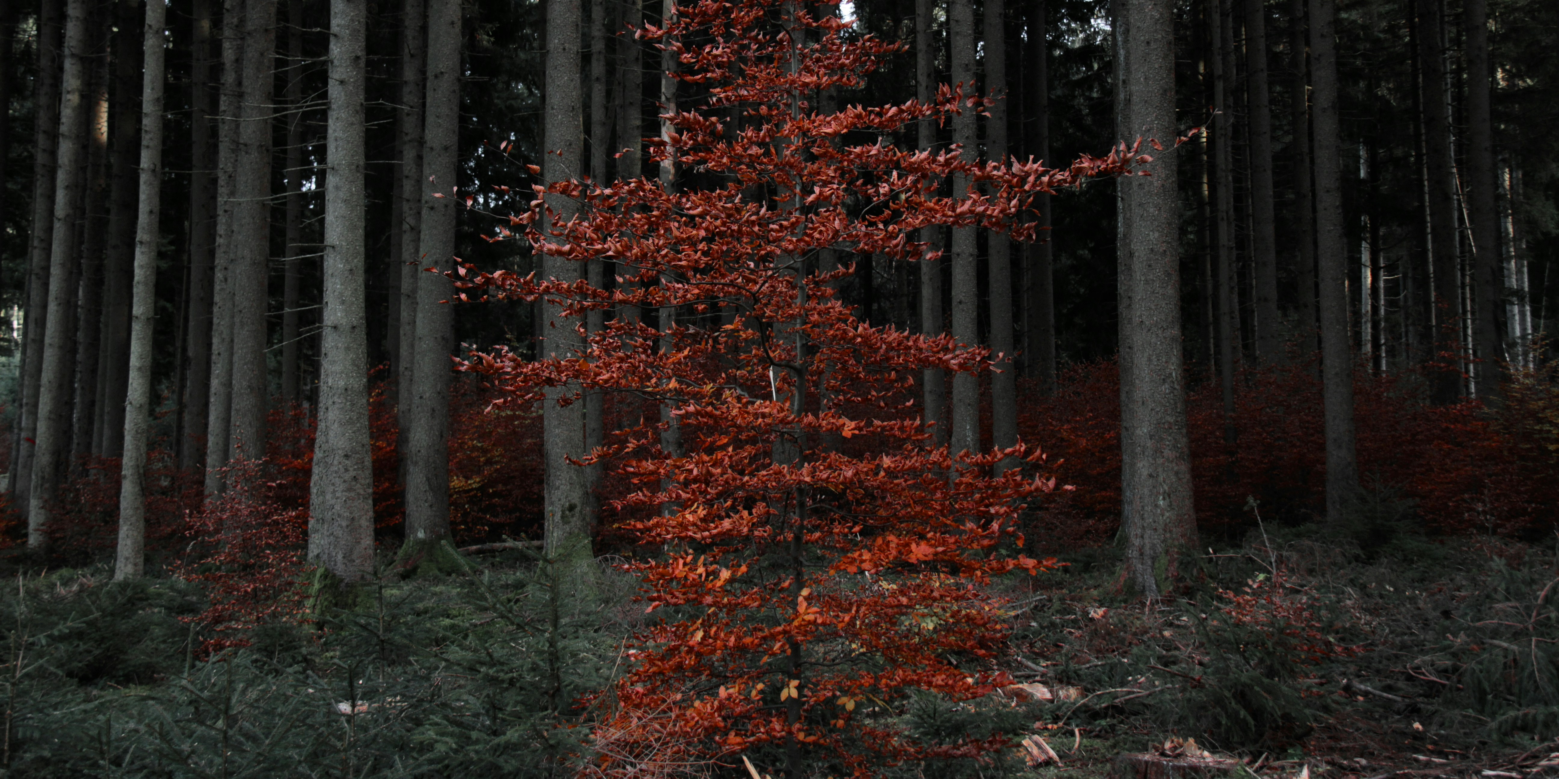 Red leaf trees during daytime photo – Free Tree Image on Unsplash
