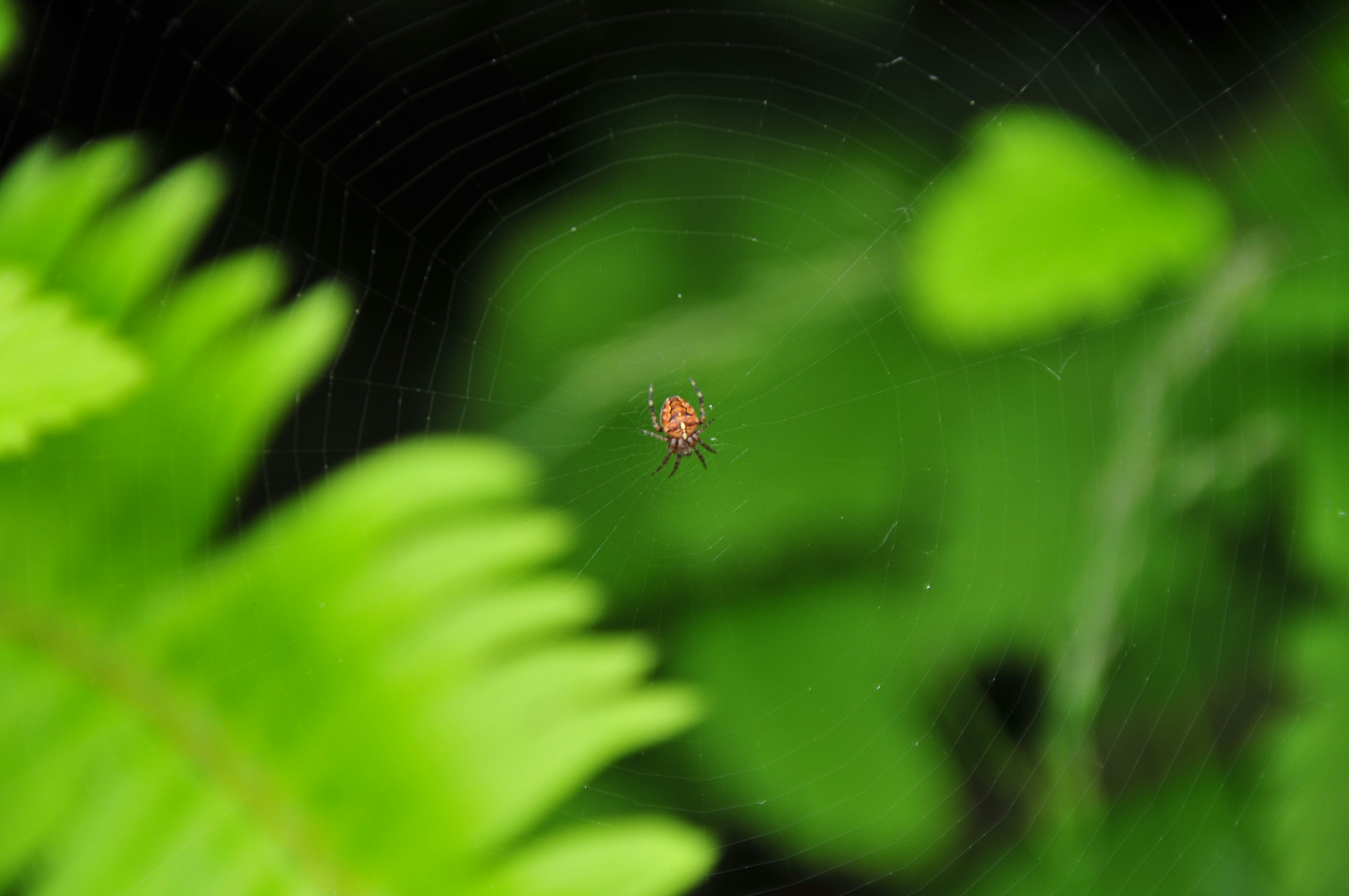 A small spider weaves its web amidst lush green ferns, showcasing the delicate balance of nature. The intricate patterns of the web are highlighted against a vibrant backdrop.