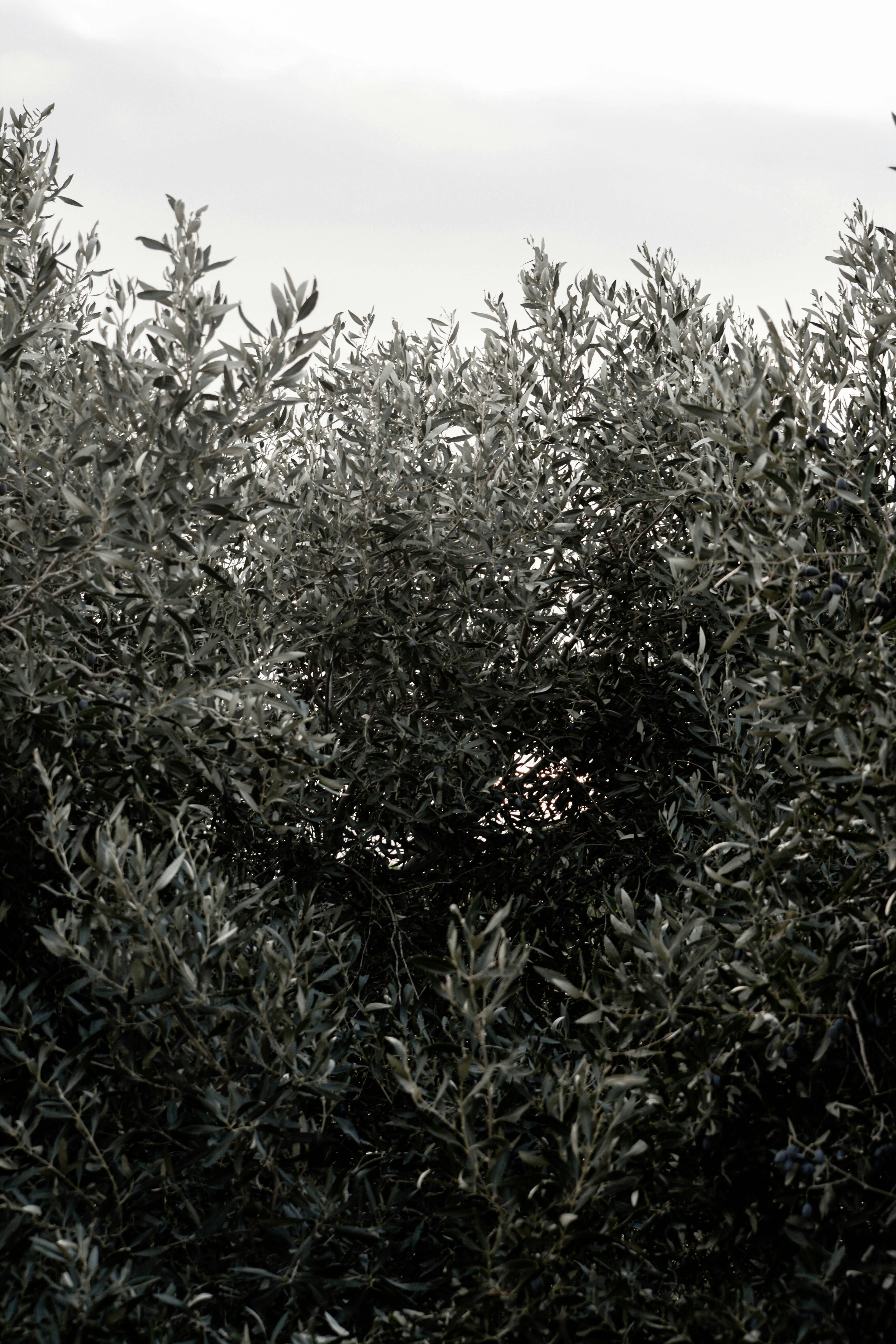 Monochrome Tangle: A Dense Hedge Reaching Toward the Pale Sky