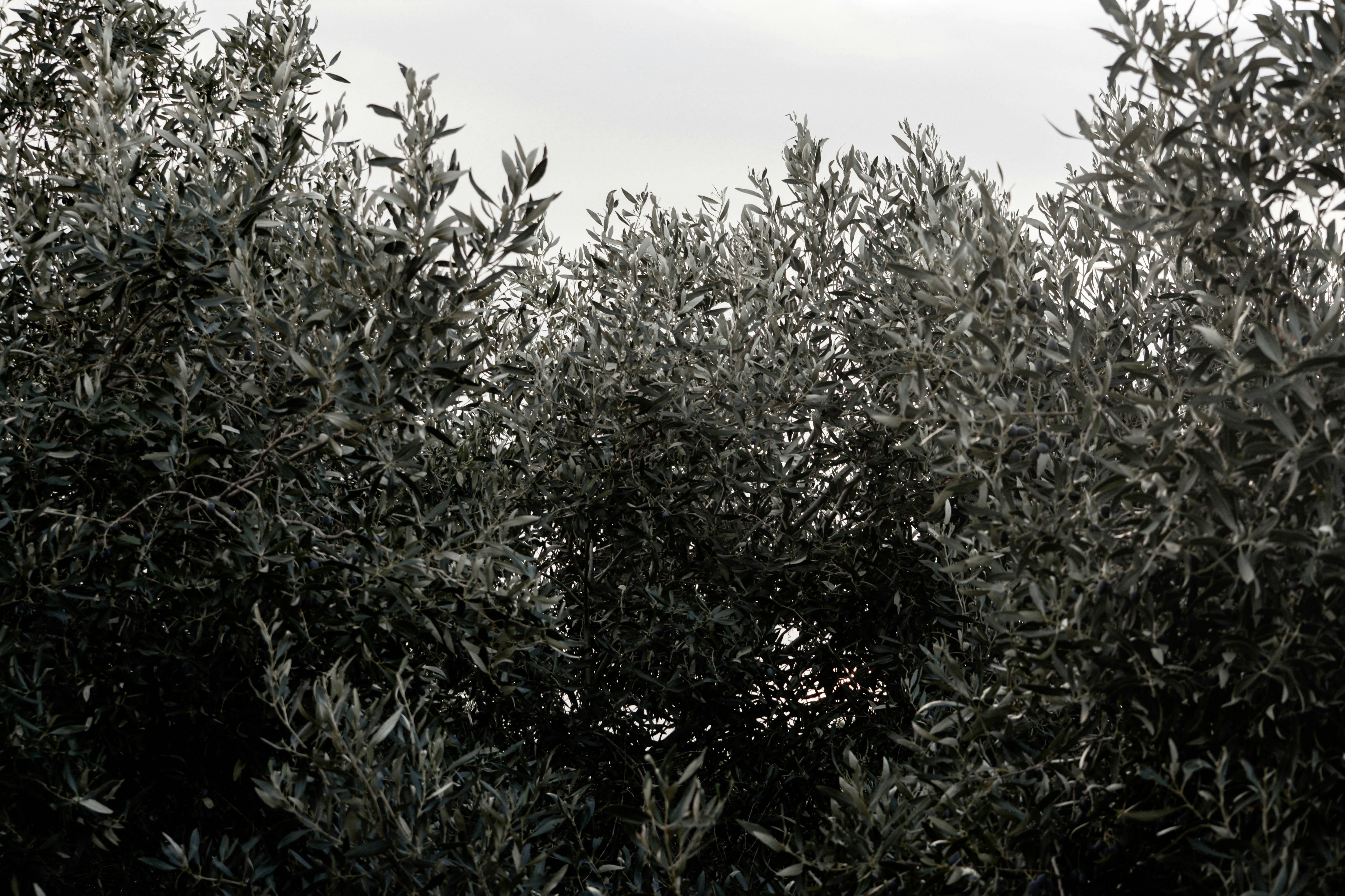 Murmuring Foliage Against a Pale Sky