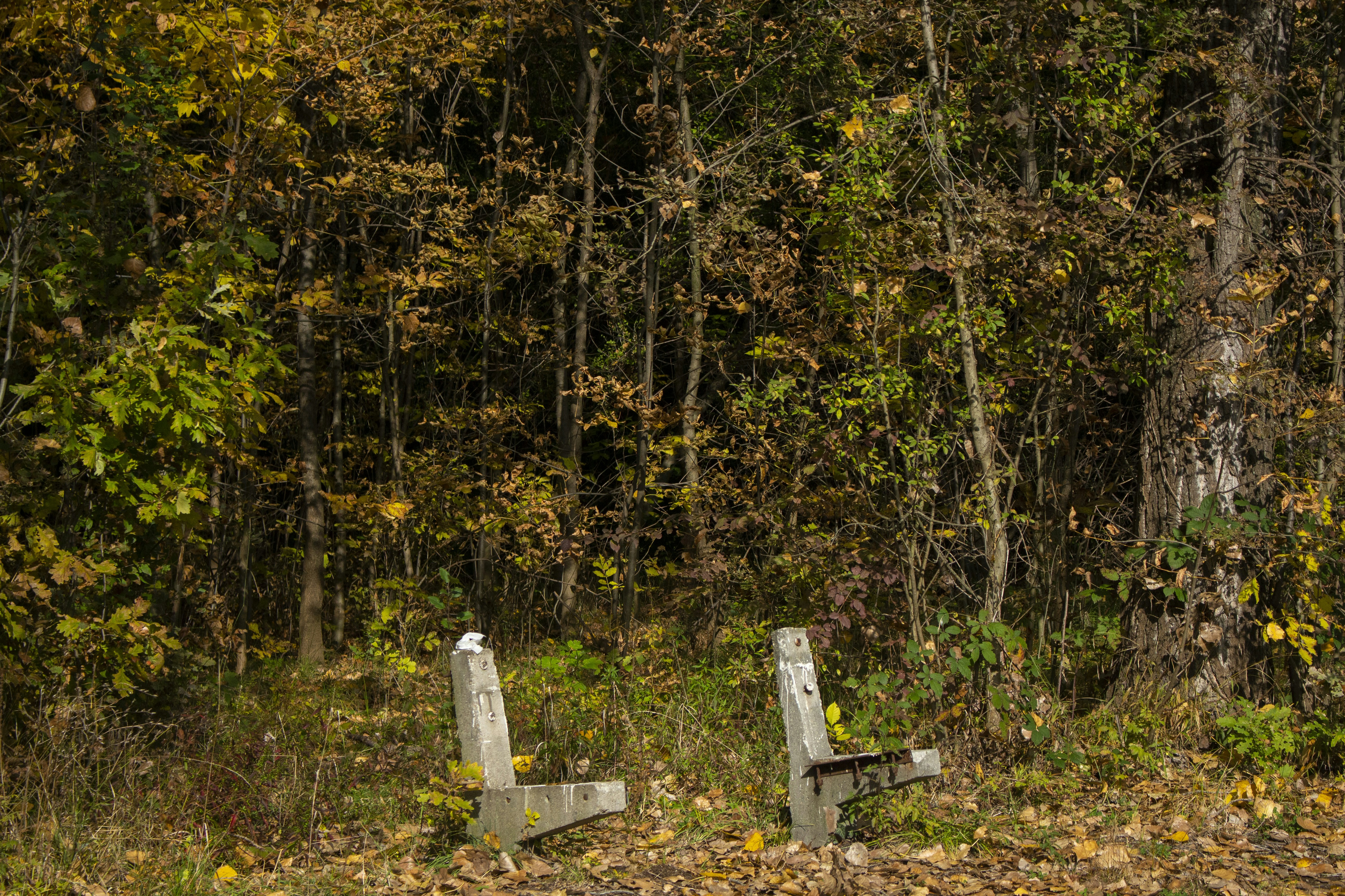 Weathered park bench amidst dense autumn foliage, surrounded by fallen leaves.