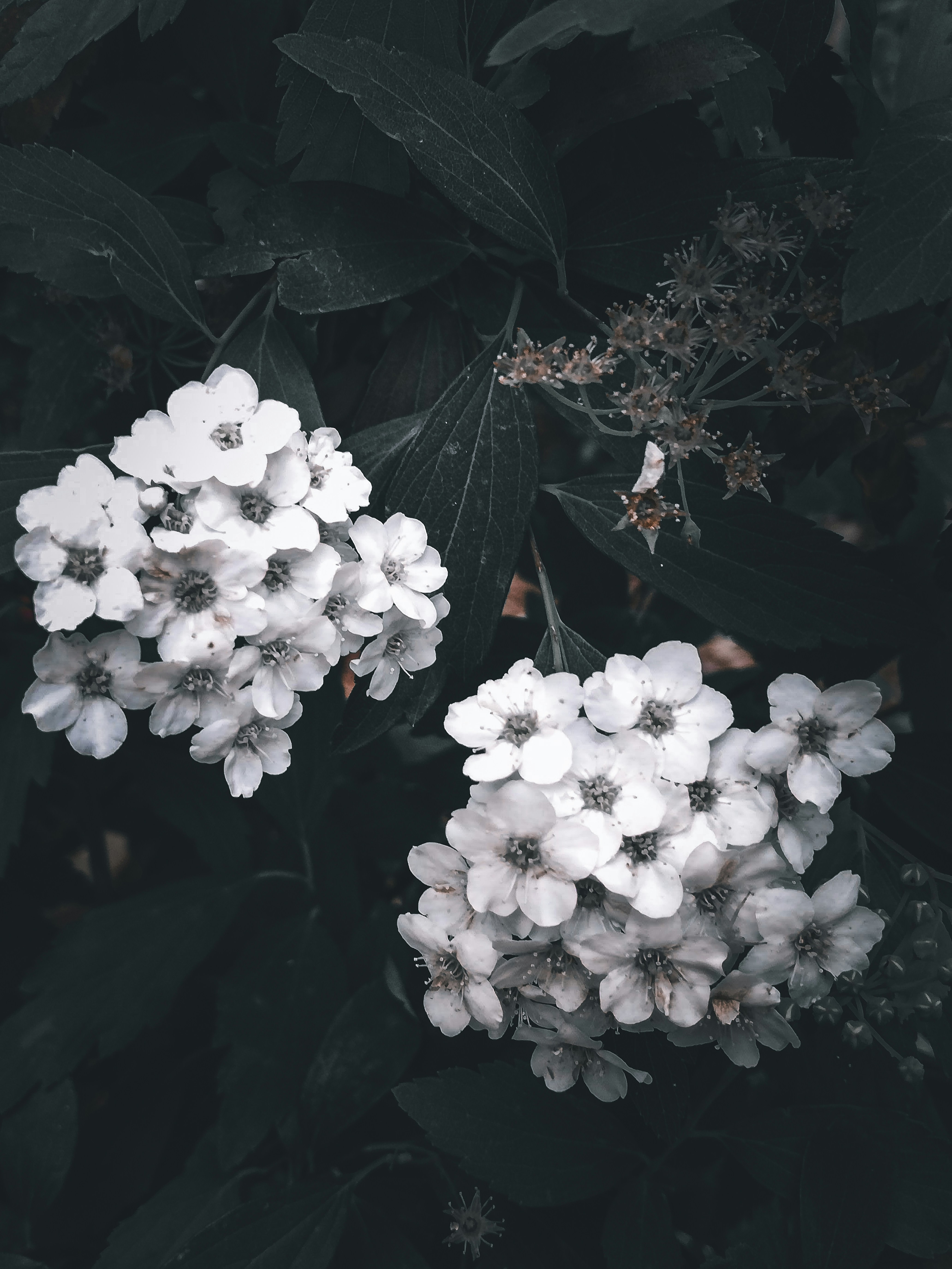 Delicate clusters of white flowers nestled among dark green foliage, showcasing the intricate beauty of nature's design.