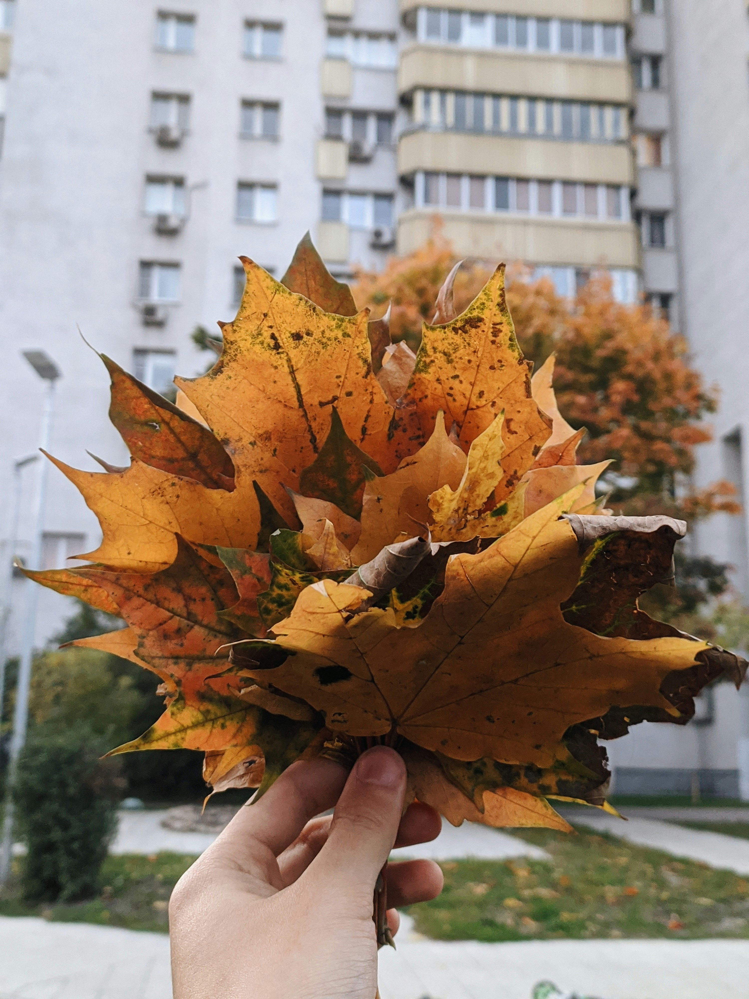 Autumn Bouquet: Handful of Fallen Maple against Urban Canvas