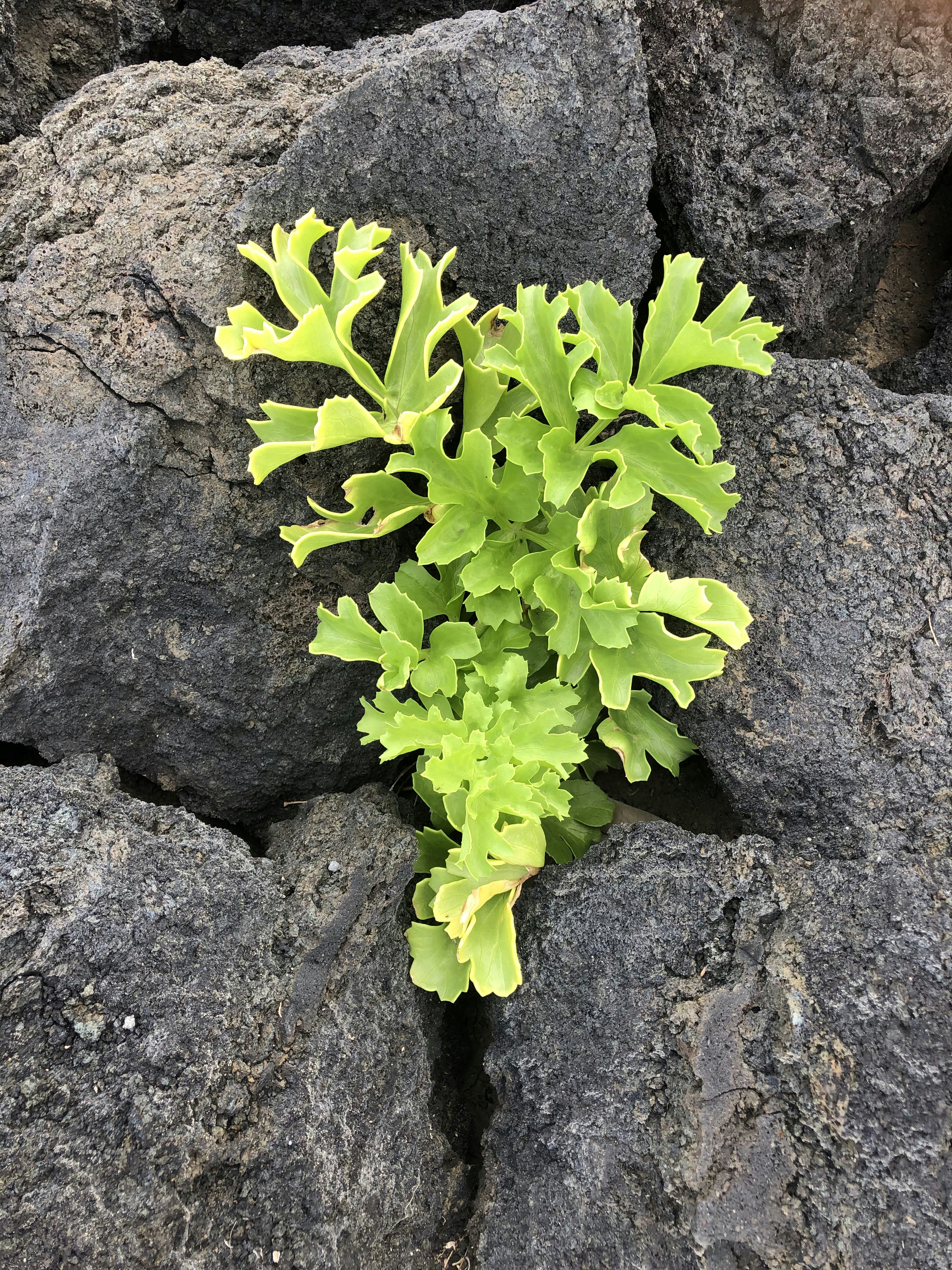 A plant growing between the lava rocks in Las Palmas, Gran Canaria. The Canary Islands in Spain are known for their volcanic origin. But also, they are known as the islands with eternal spring. Because of this, there are many different landscapes to be seen, from deserts with cactuses and shrubs to canyons and green hills and mountains.