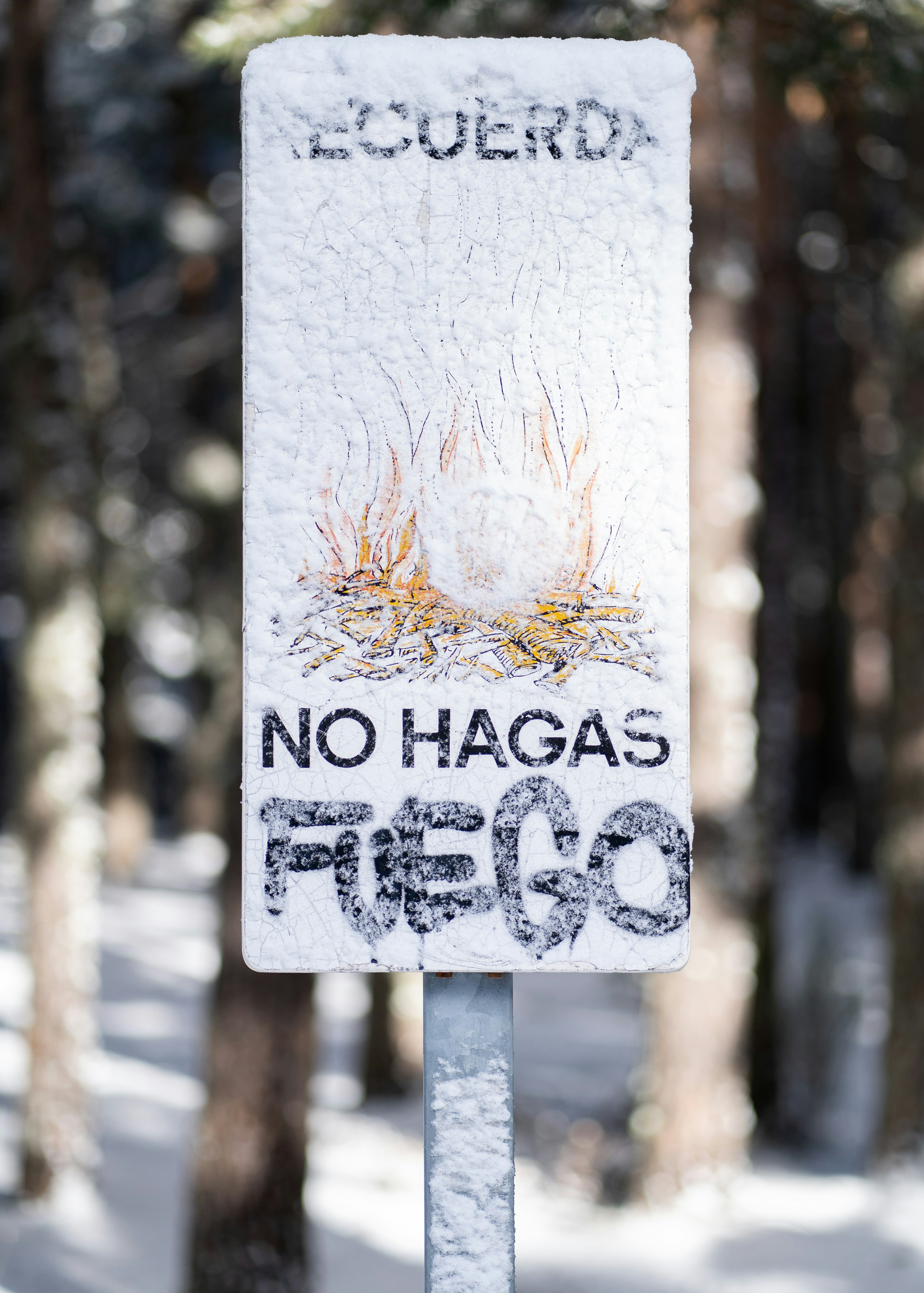 Winter Warning in the Pines: No Fire Under Snow
