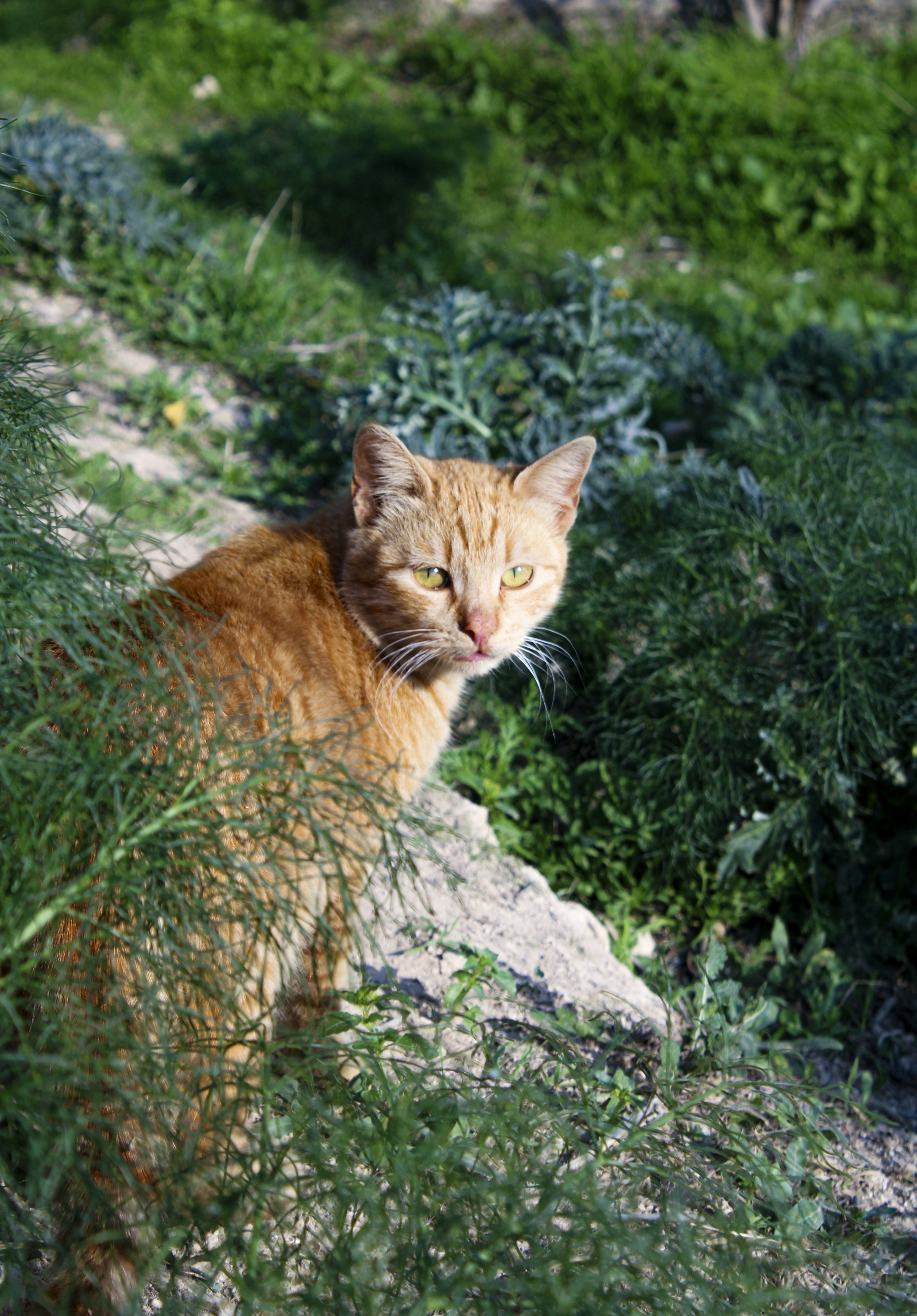 orange tabby cat on gray rock