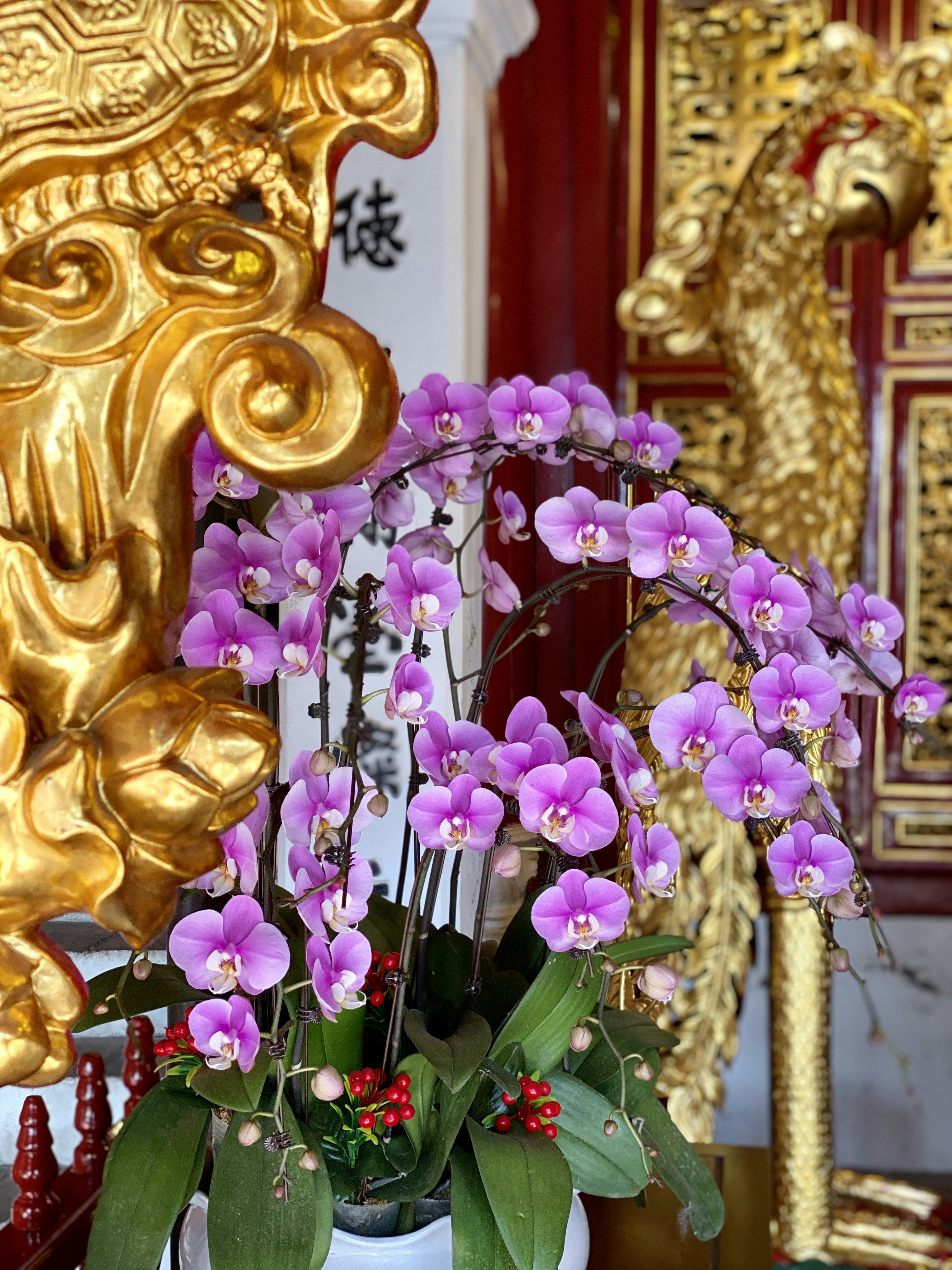 Vibrant pink orchids arranged elegantly in a vase, complemented by intricate golden decor in the background. The setting exudes a serene and cultural ambiance.