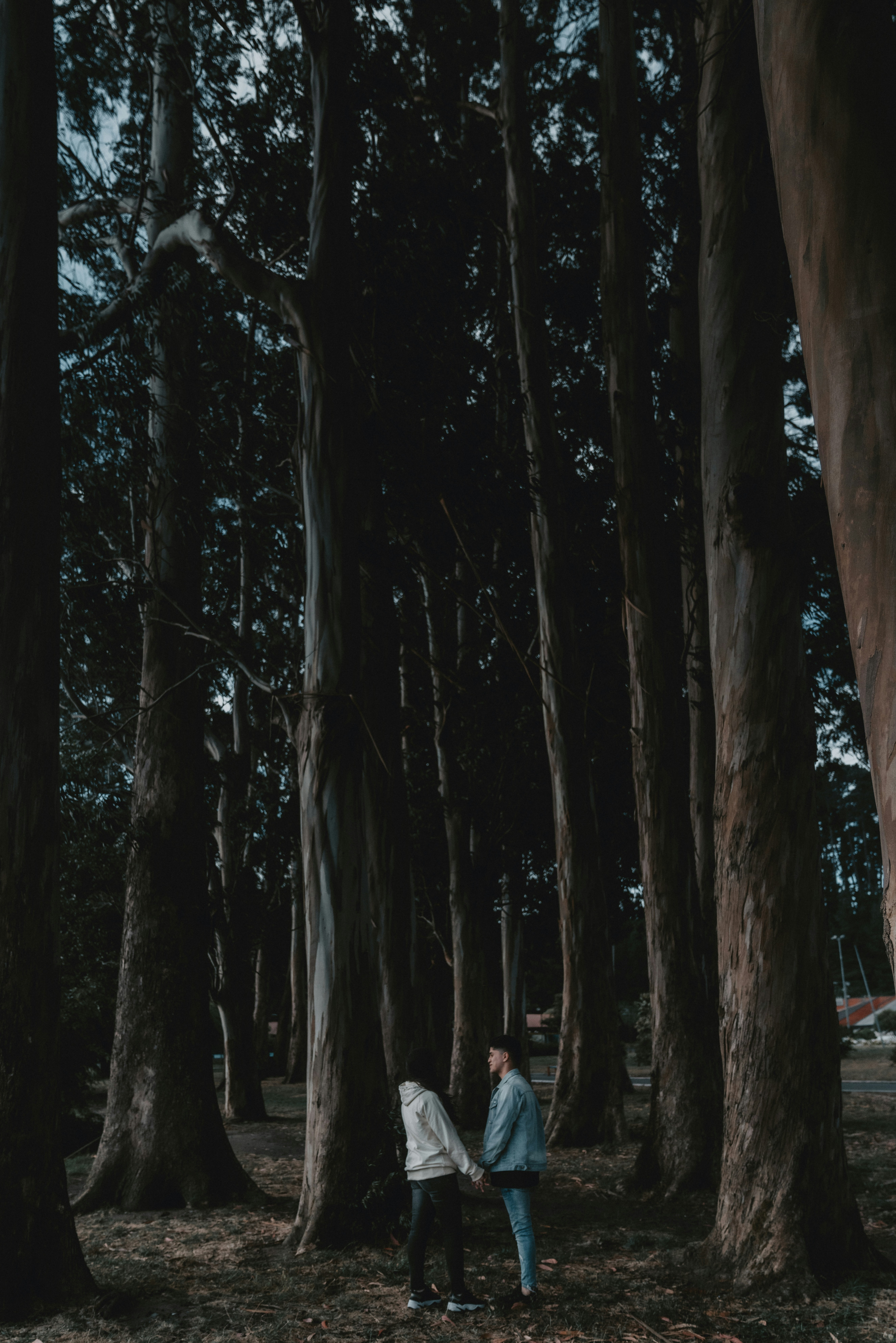 Couple holding hands beneath towering eucalyptus trees, enveloped in a serene and shadowy atmosphere.